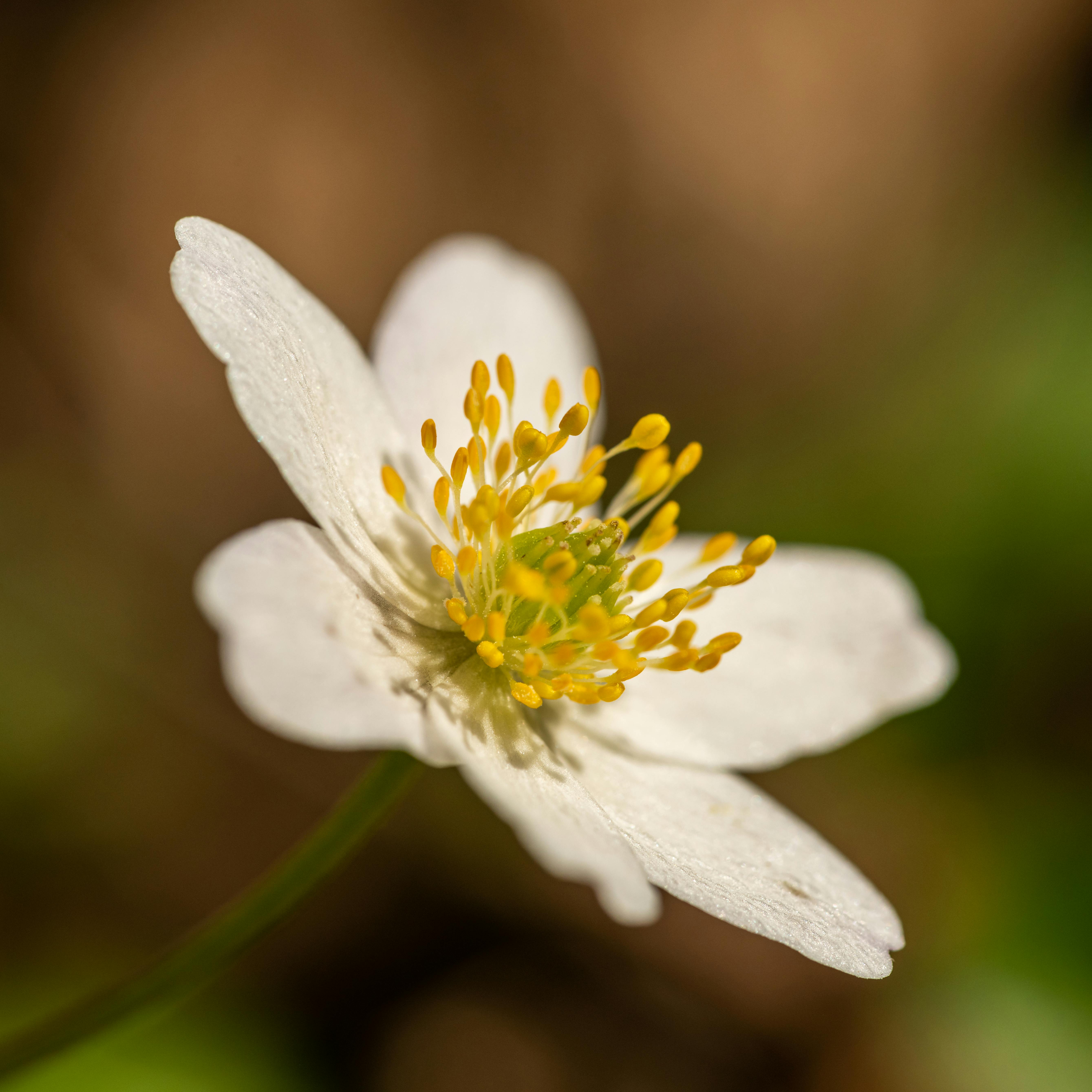 Macro Photography Of White Flower · Free Stock Photo