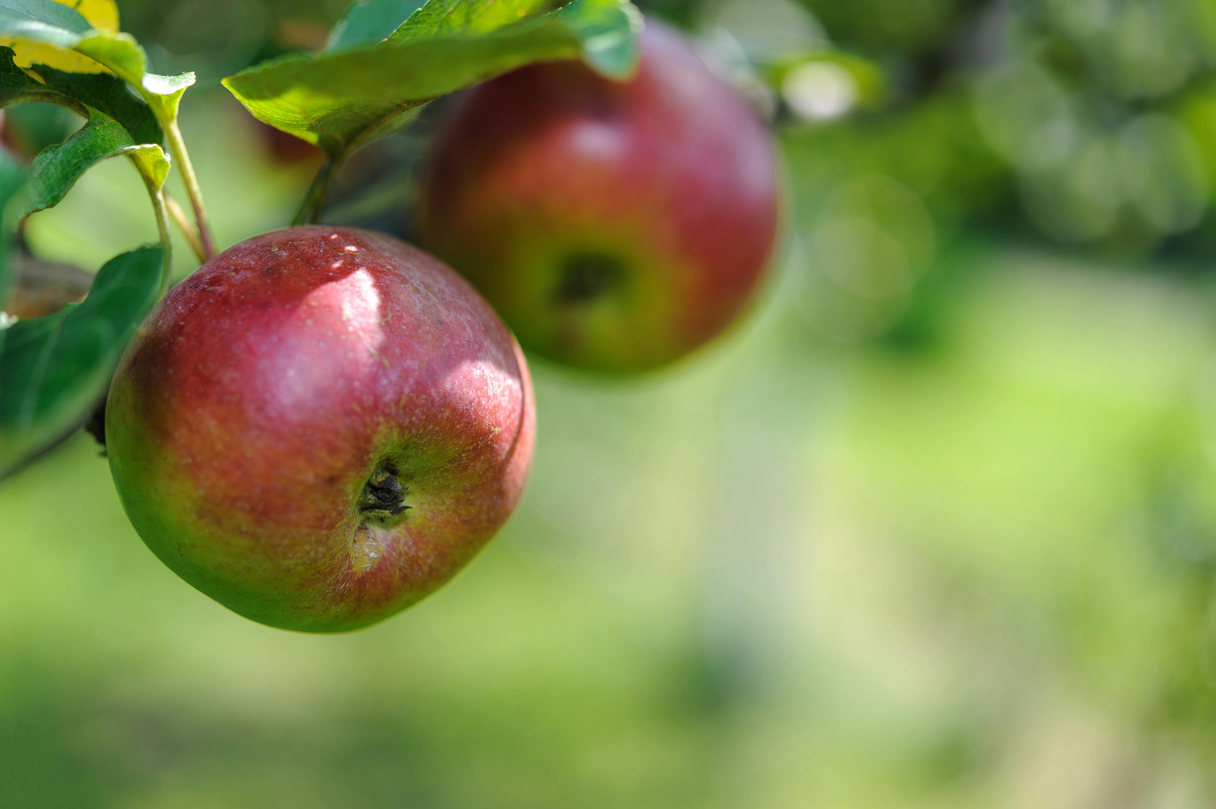 Close-Up Photo Of Apple · Free Stock Photo