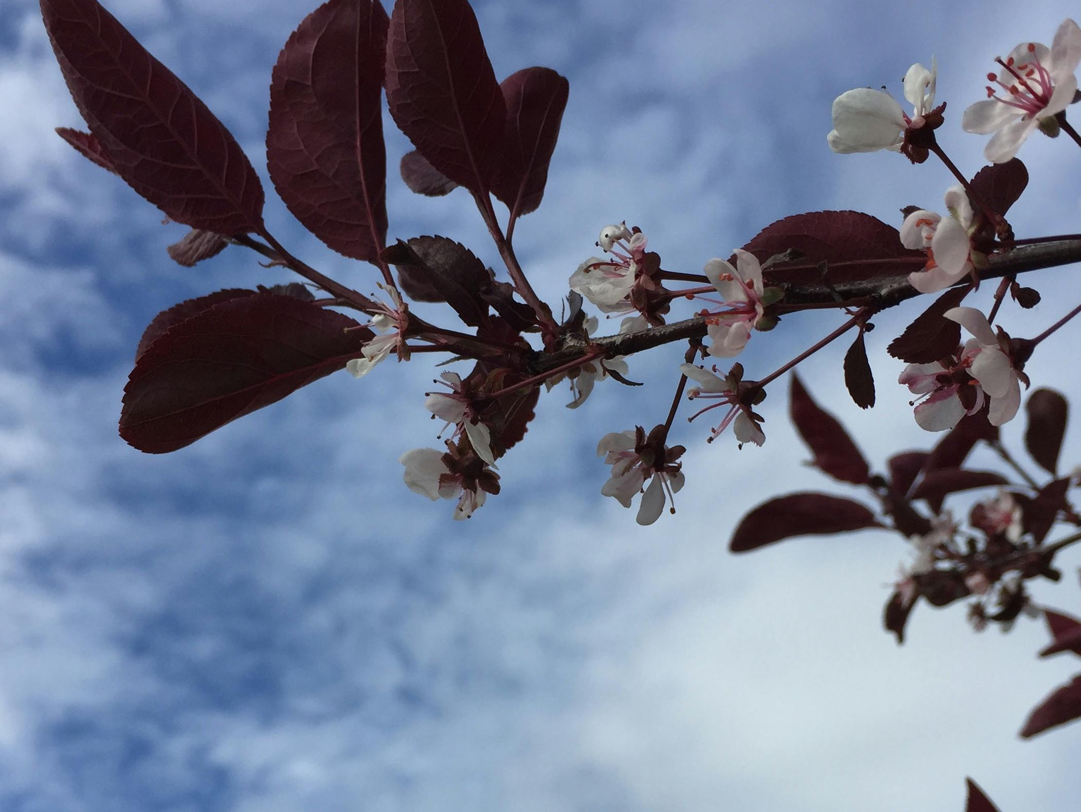 Free stock photo of cloudy sky, flowering plum tree