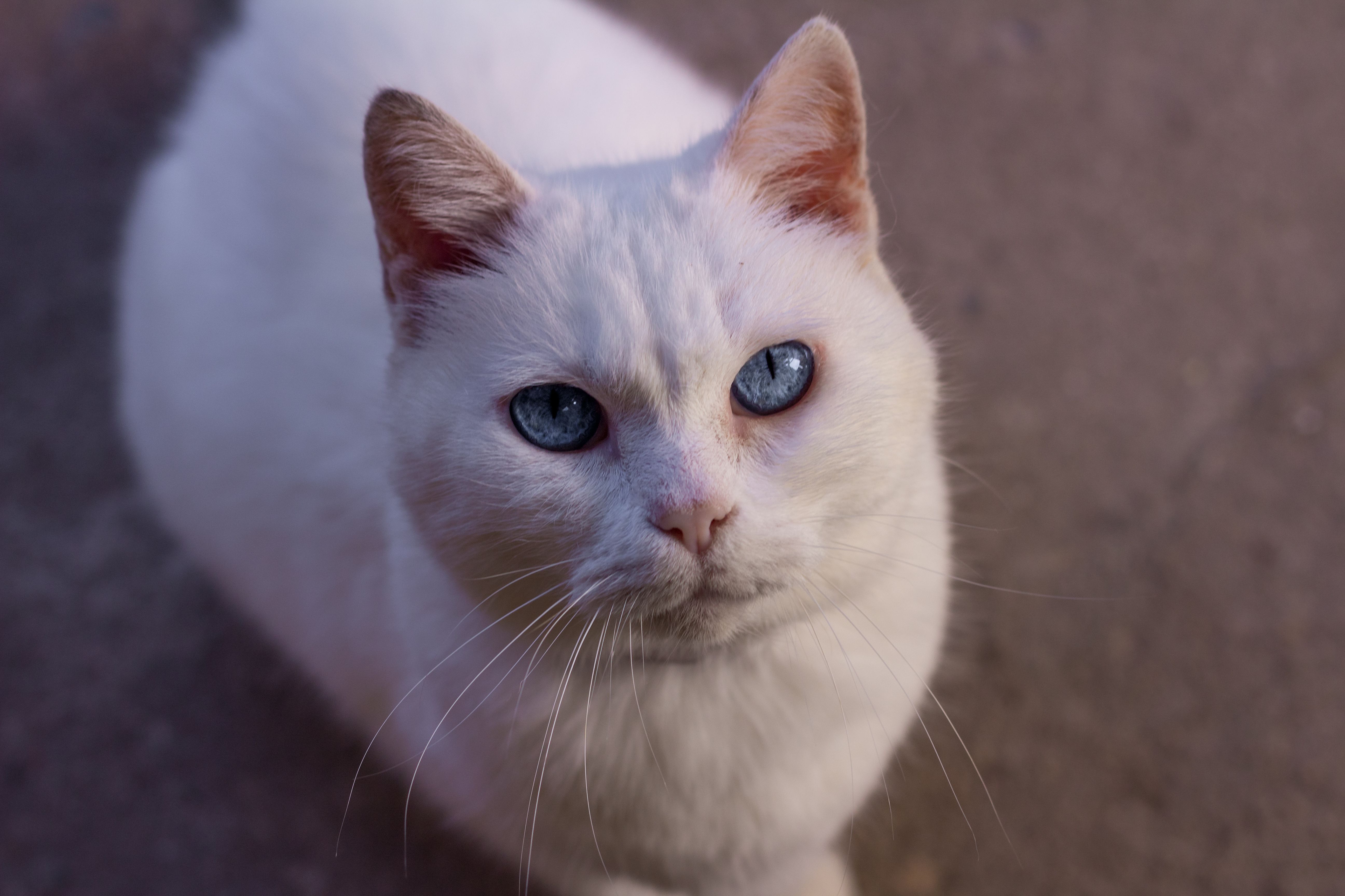 Close-Up Photo Of Cat With Blue Eyes · Free Stock Photo