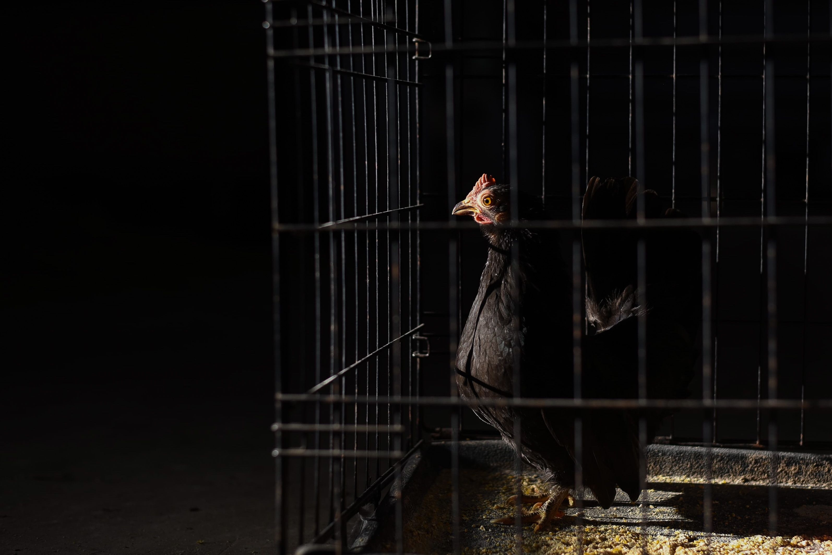 Black hen in dark cage · Free Stock Photo