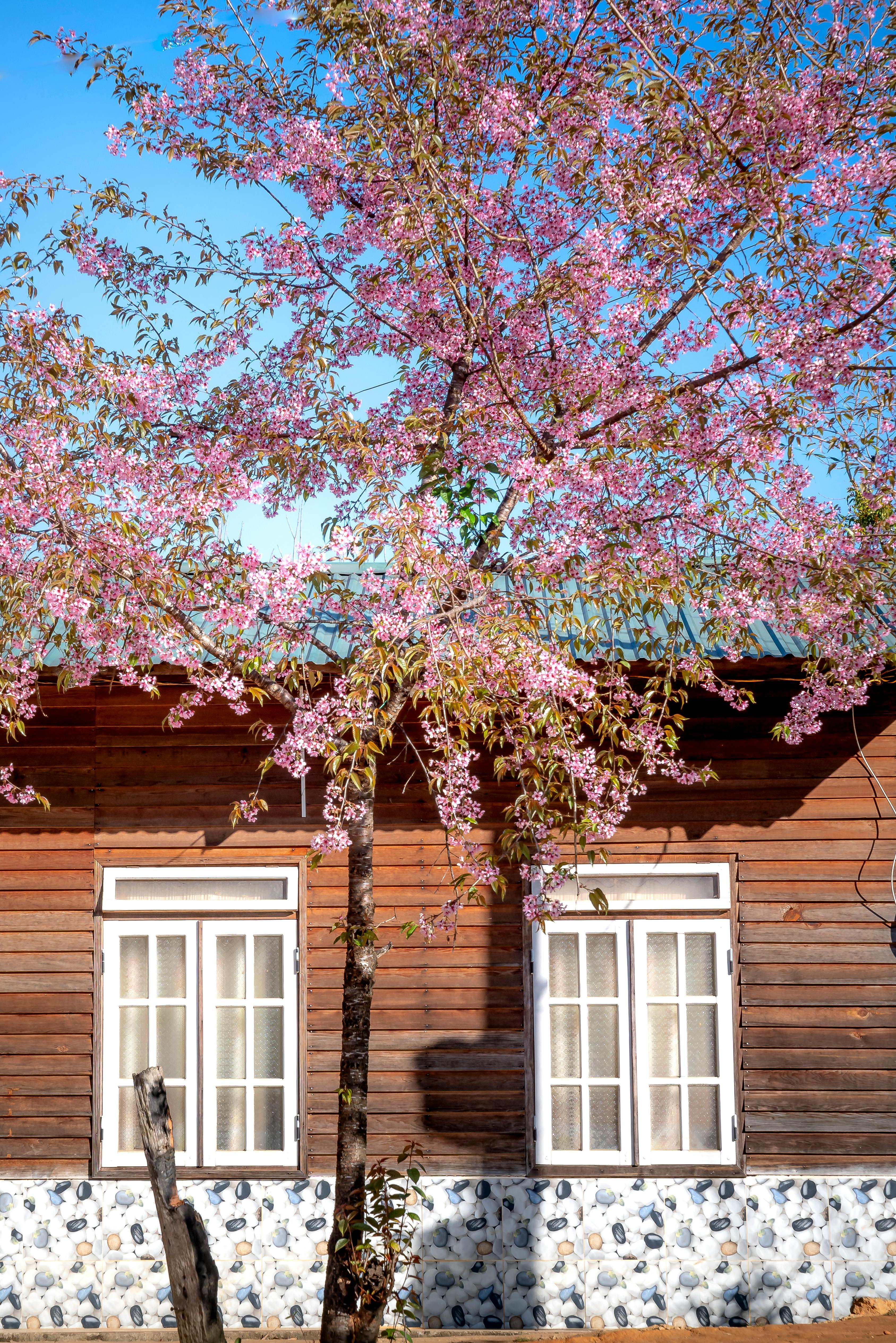 Photo of Pink Leafed Tree Near Wooden House · Free Stock Photo