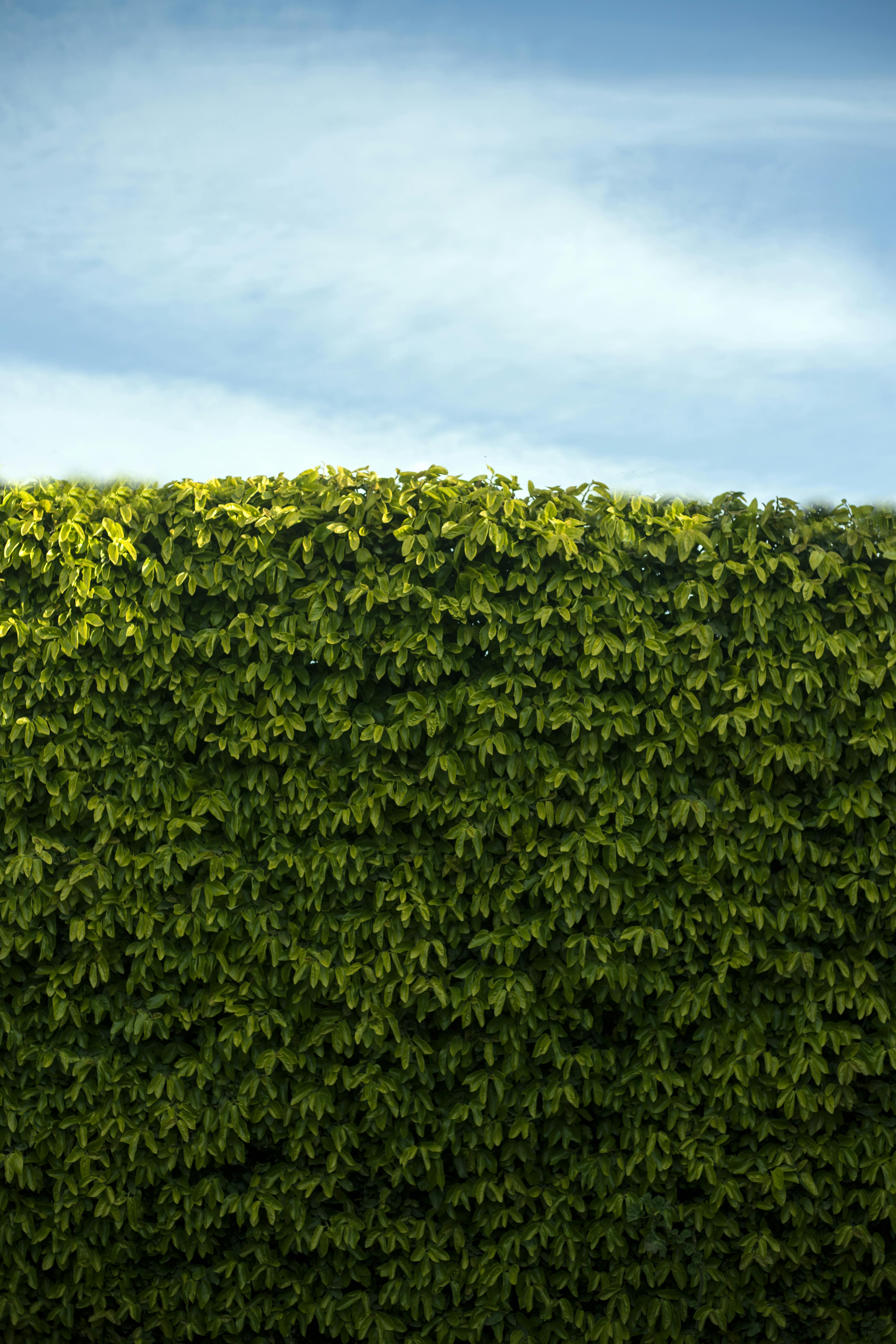 Leafs And Tress Beauty Photos, Download The BEST Free Leafs And Tress ...