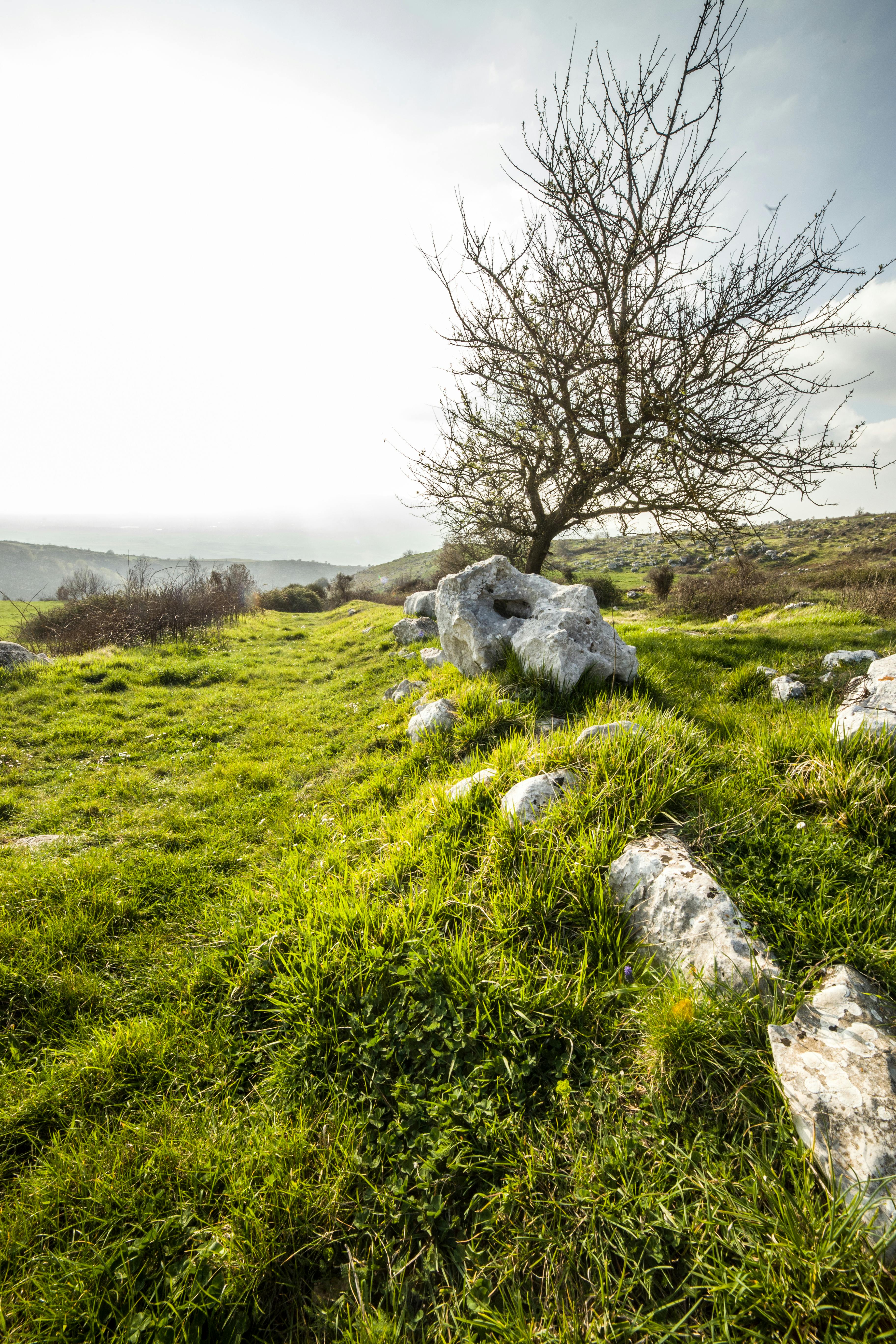Grassy hill with stones and tree · Free Stock Photo