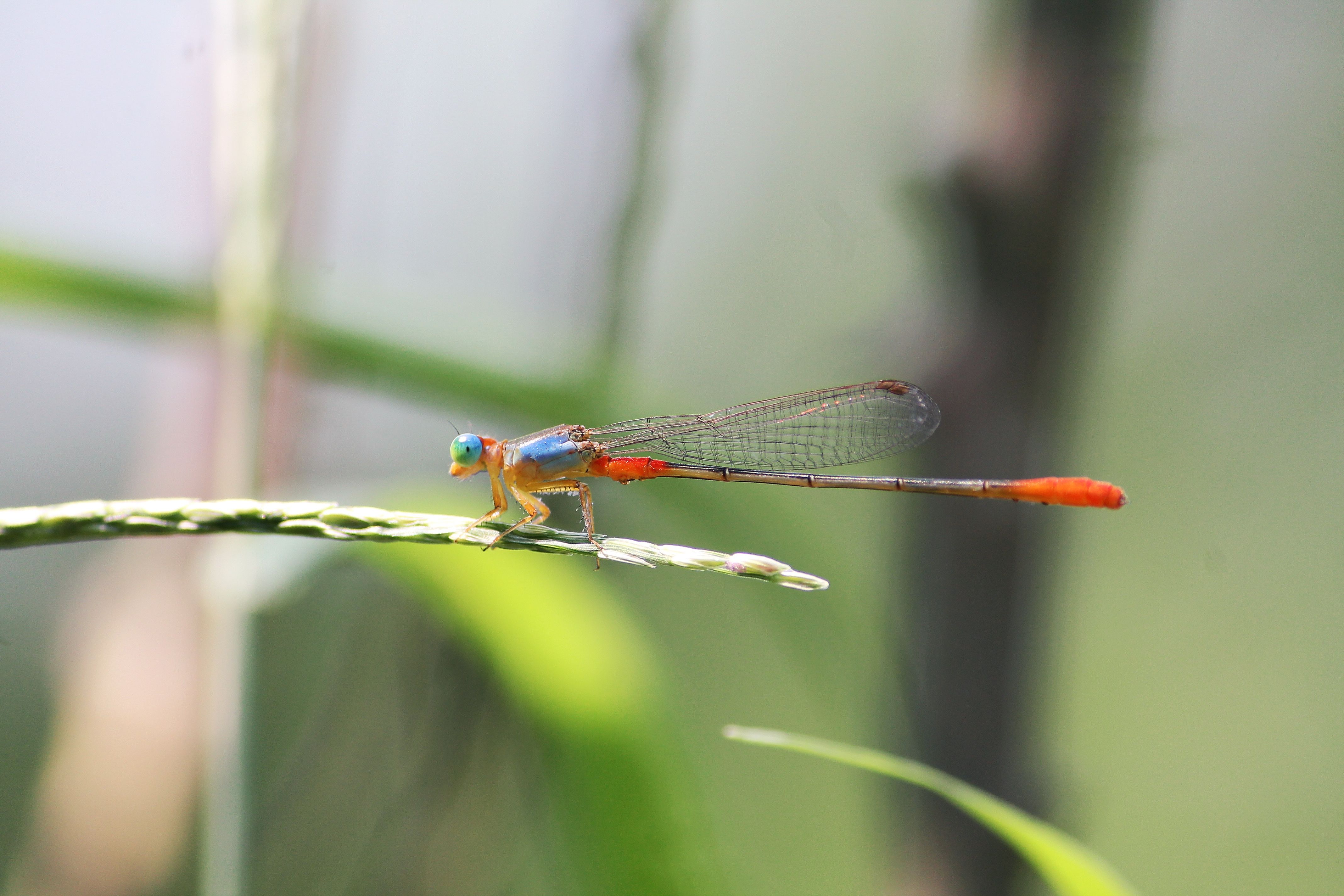 Orange tailed damselfly sitting on green plant · Free Stock Photo