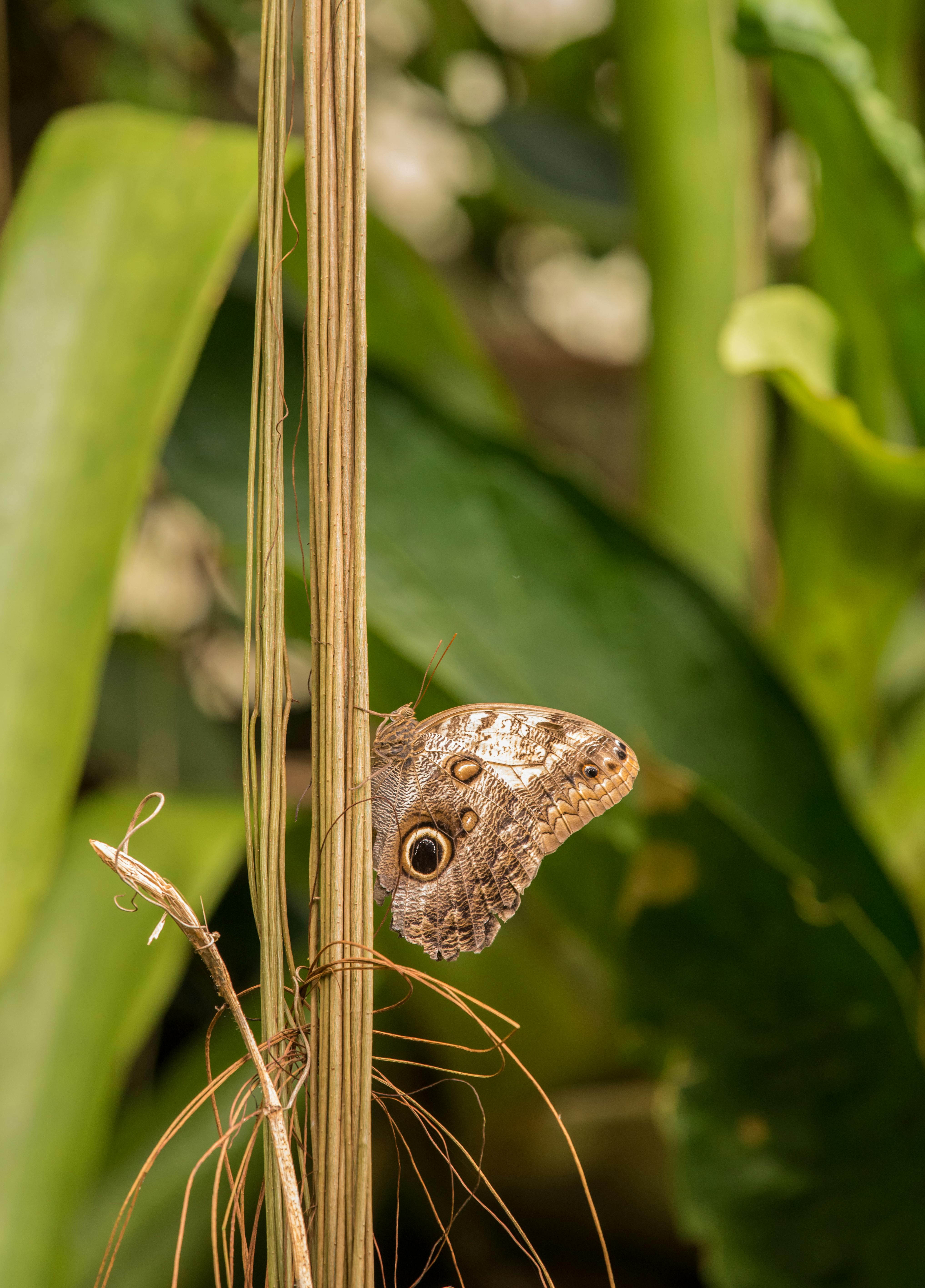 Macro Photography of Green Butterfly on Yellow Cocoon · Free Stock Photo