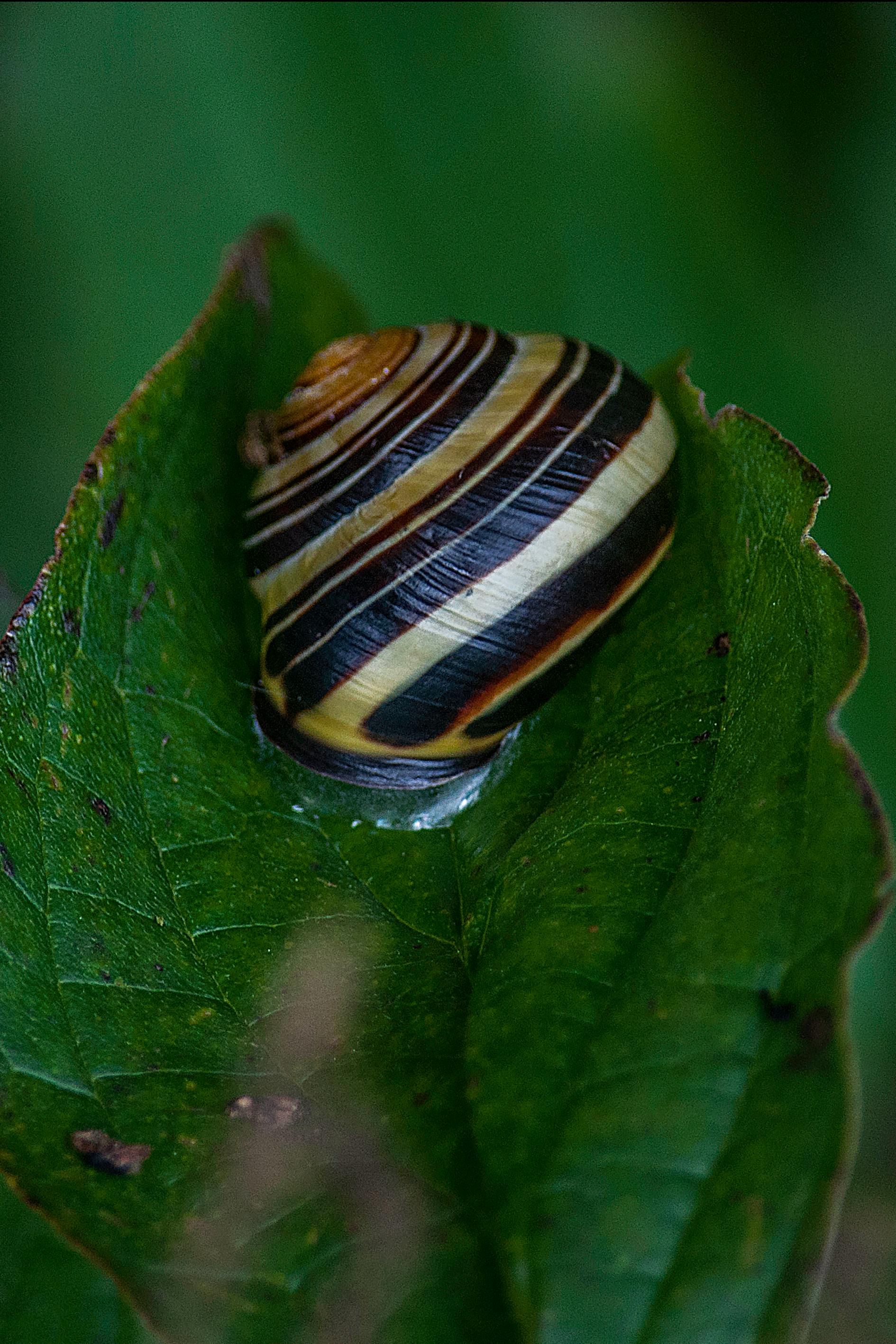 Grove snail on fresh green leaf · Free Stock Photo