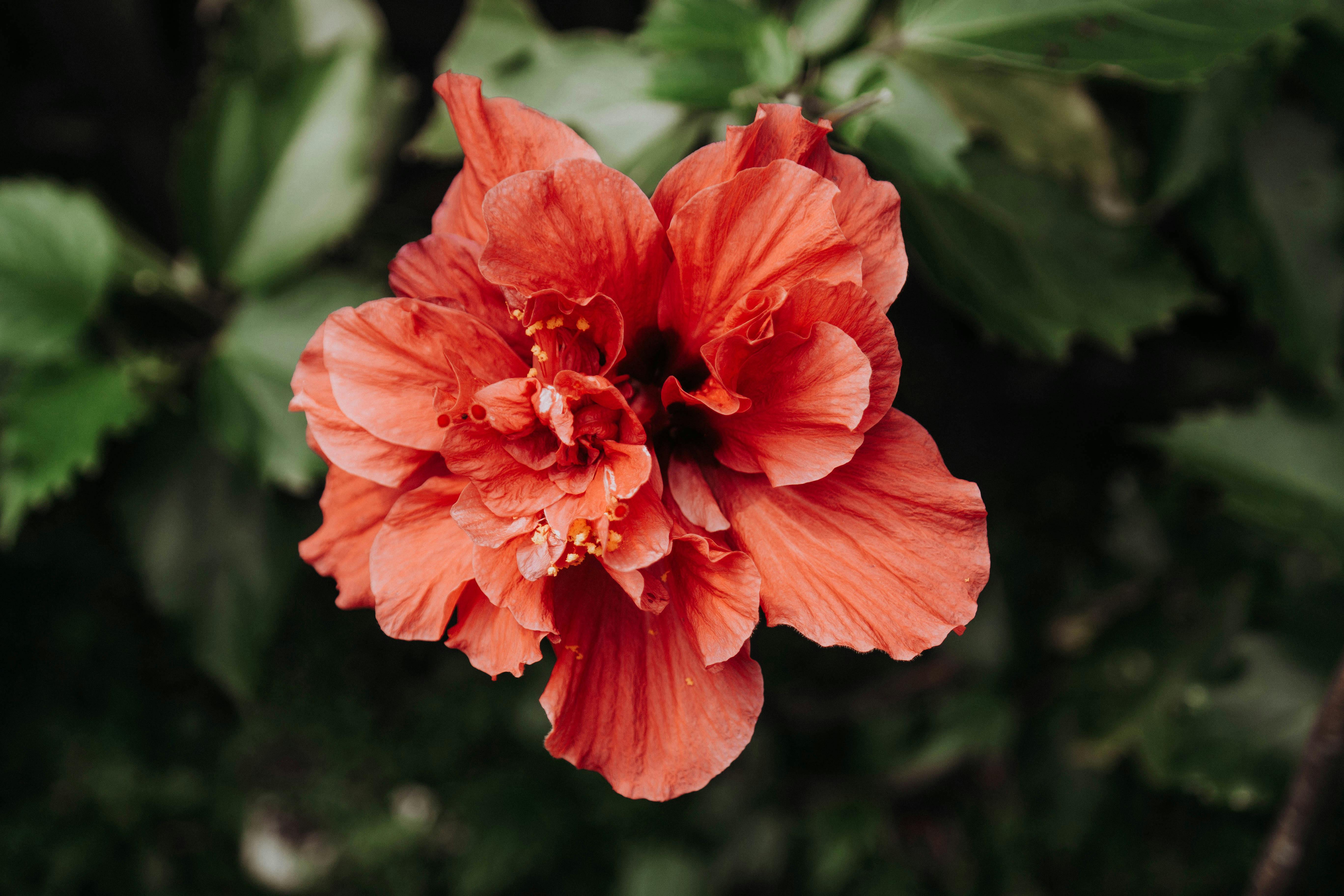 Red Flower · Free Stock Photo