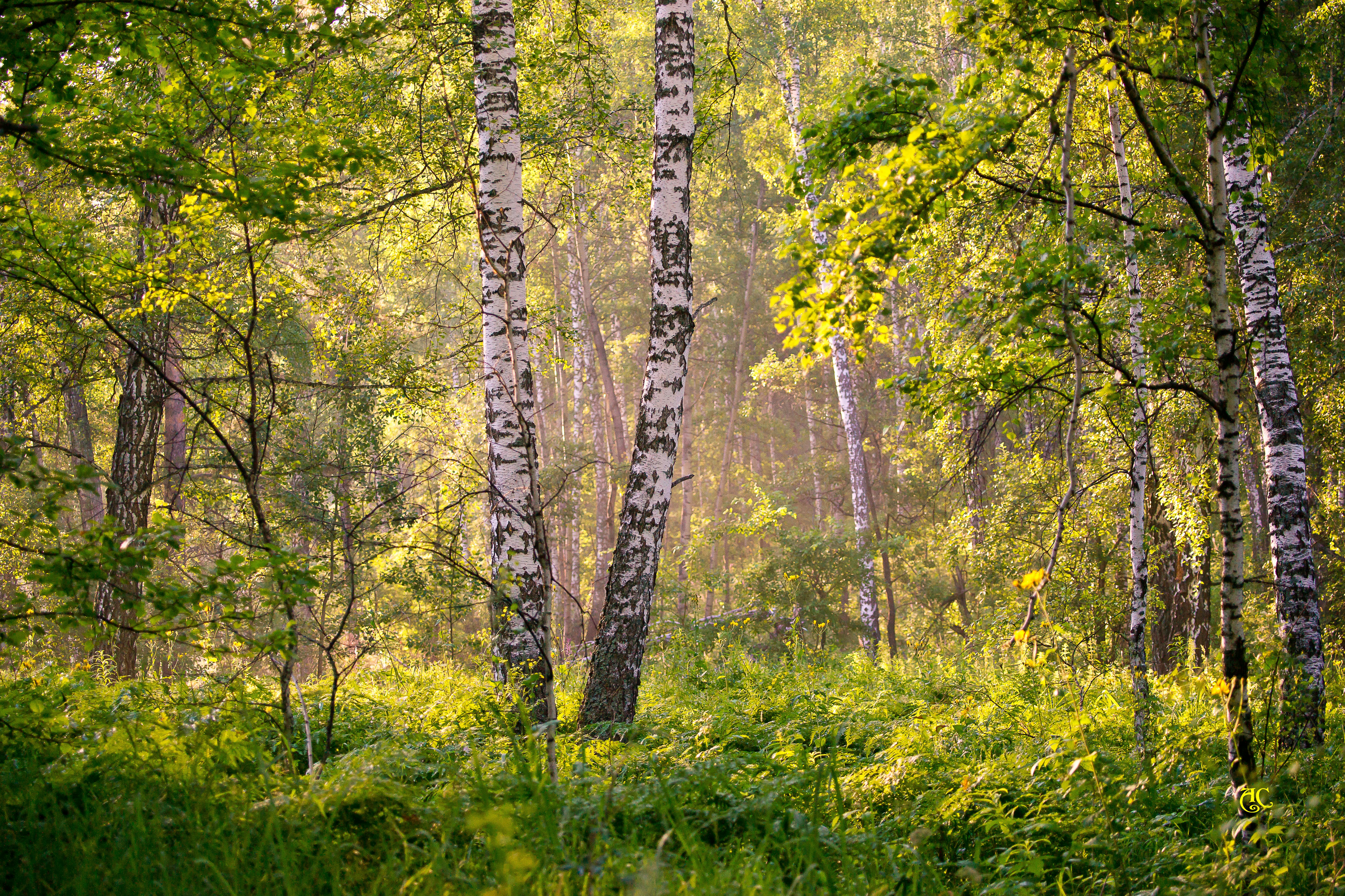 Trees during Day · Free Stock Photo