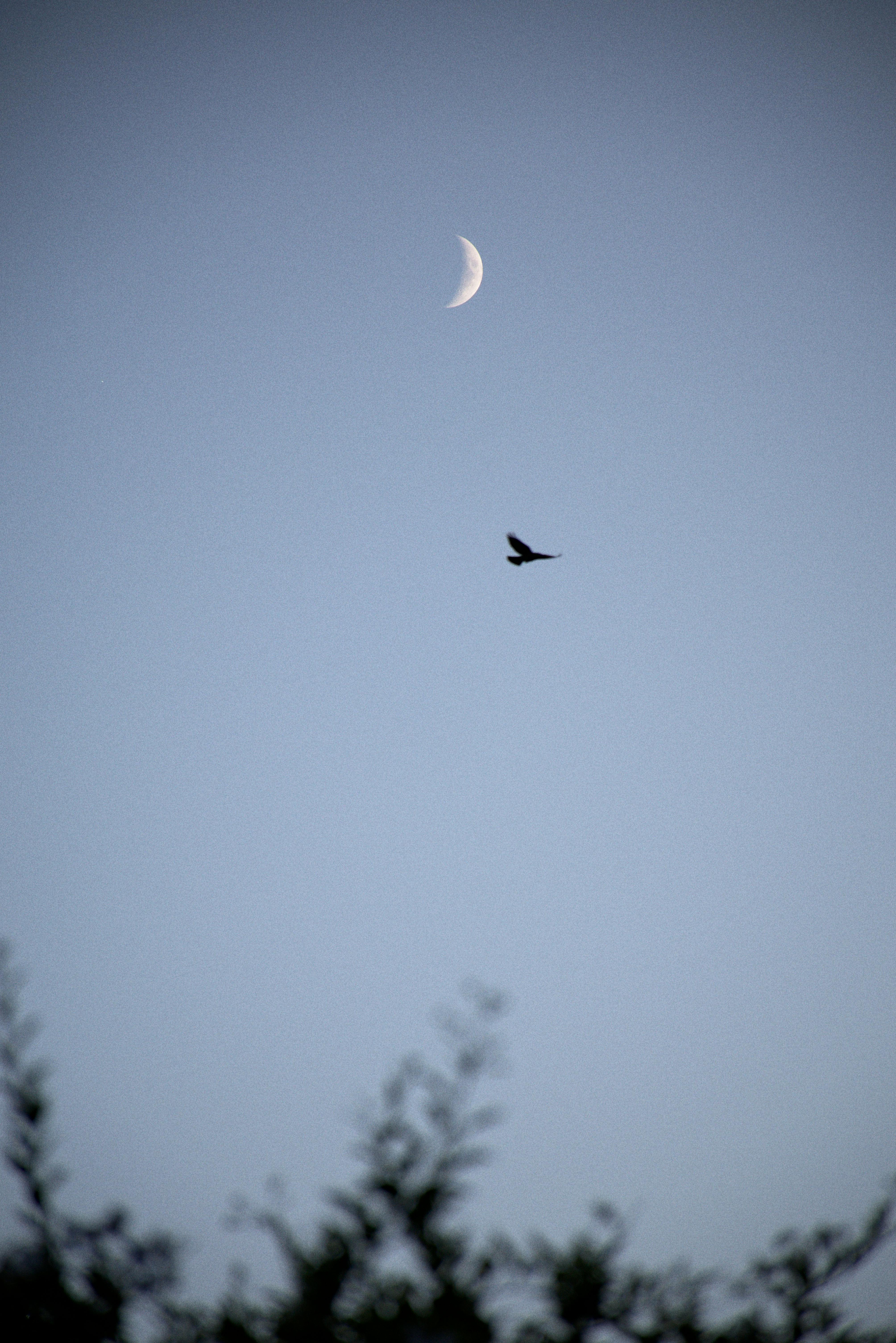 10,000+ Best Half Moon Photos · 100% Free Download · Pexels Stock Photos