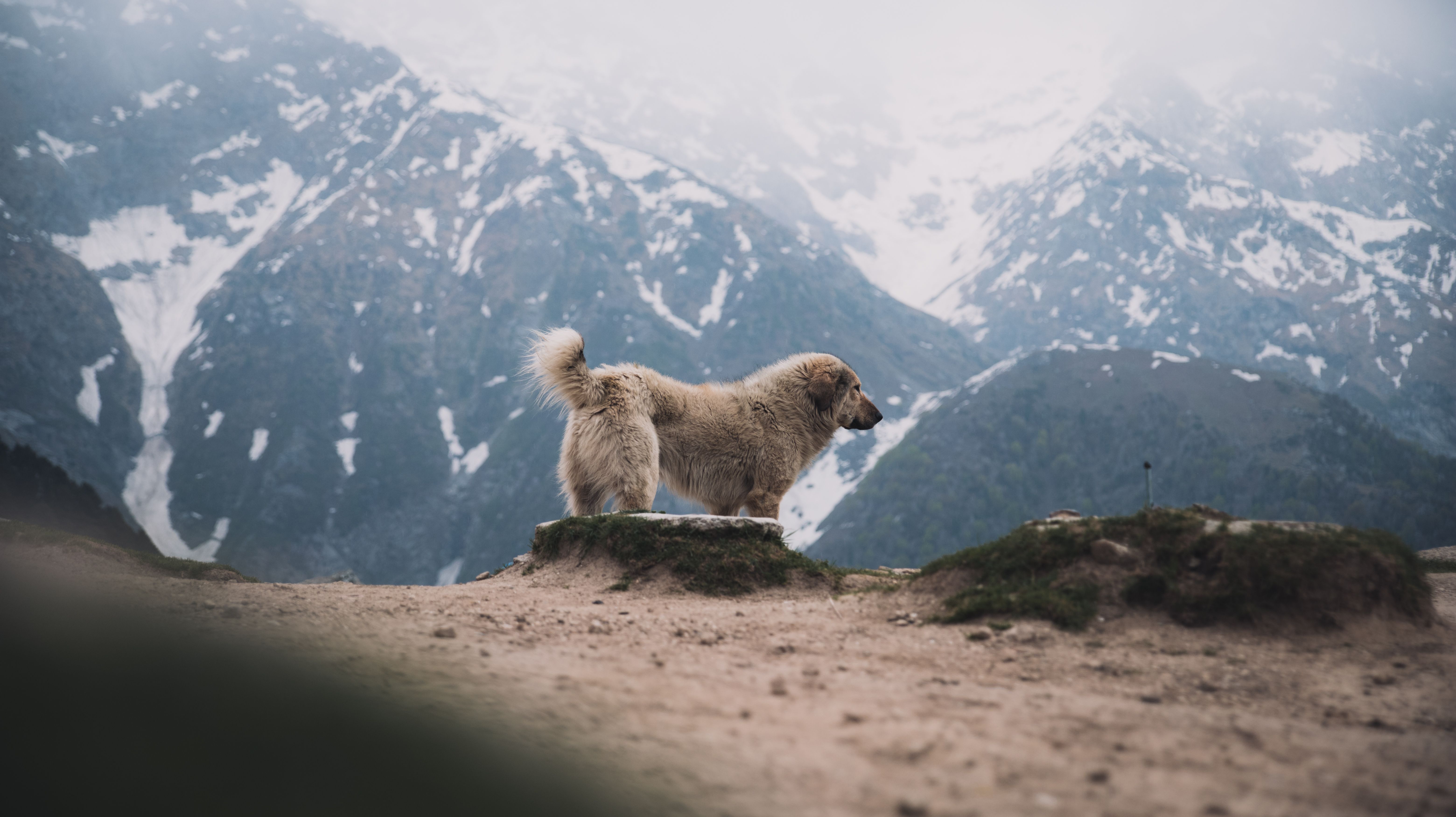 Photo Of People Beside Dog · Free Stock Photo