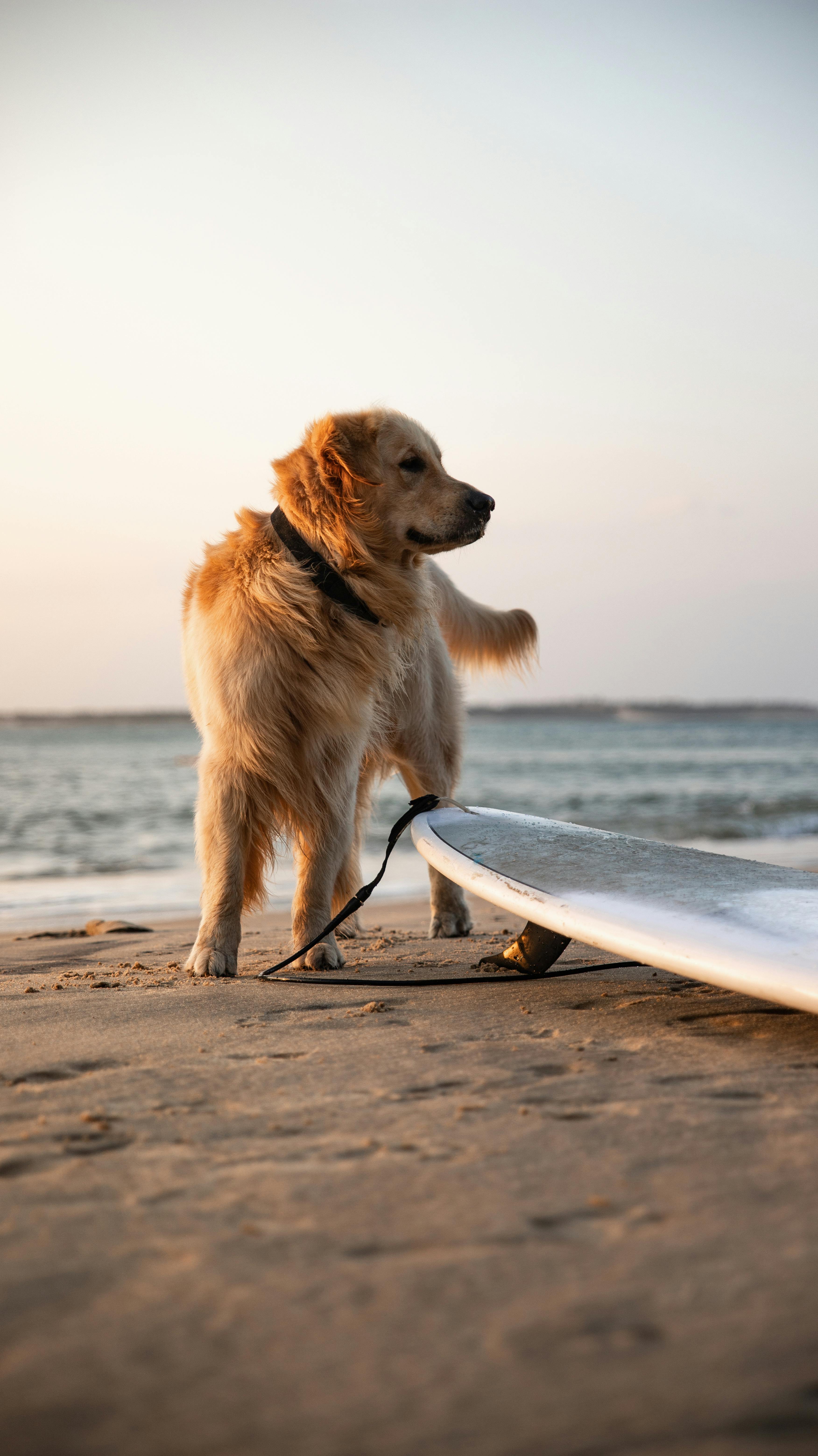 Dog on Shore · Free Stock Photo