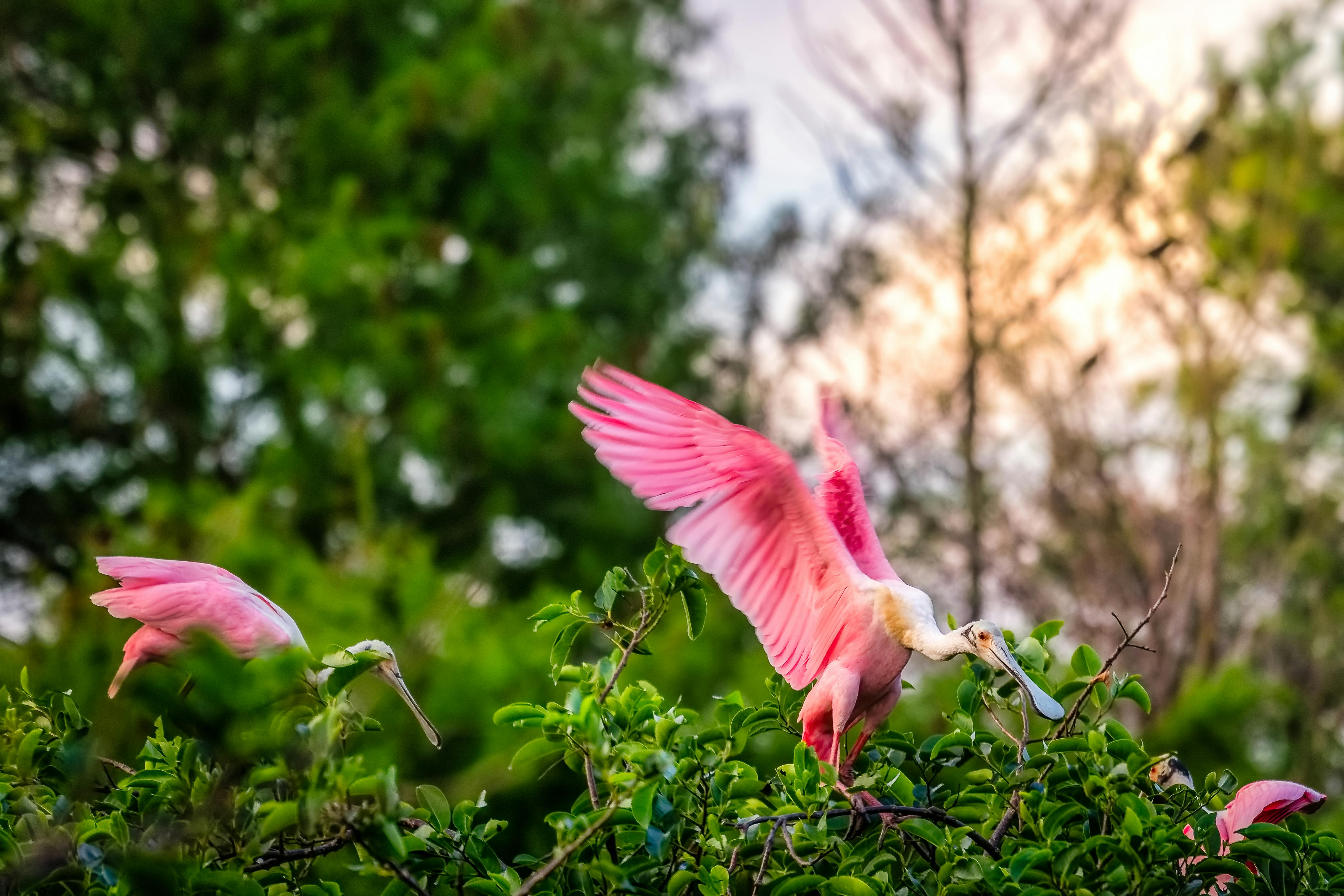 Birds 2 Photos & Videos Collected by Audrey Foley