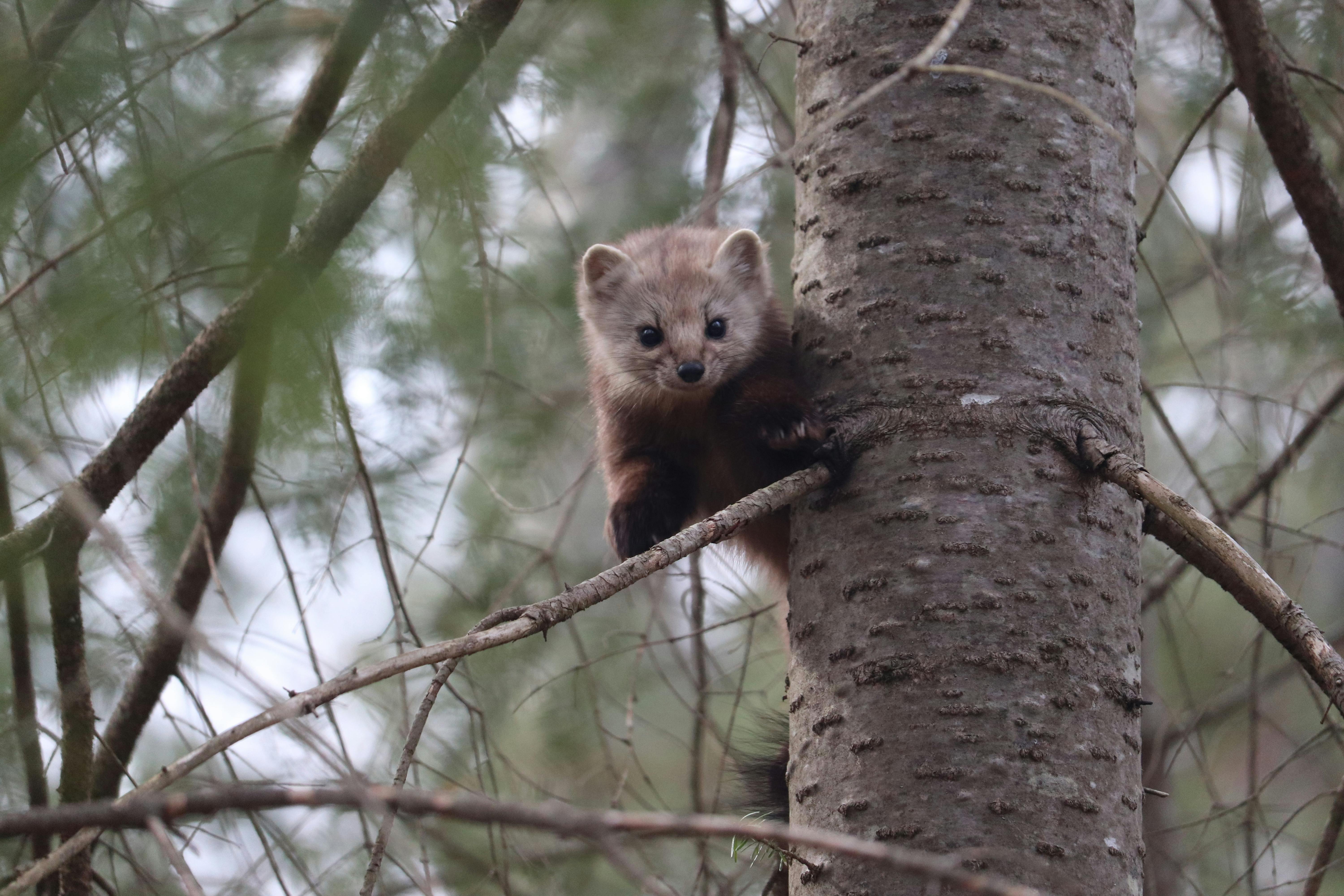 Free stock photo of American marten, marten, pine marten