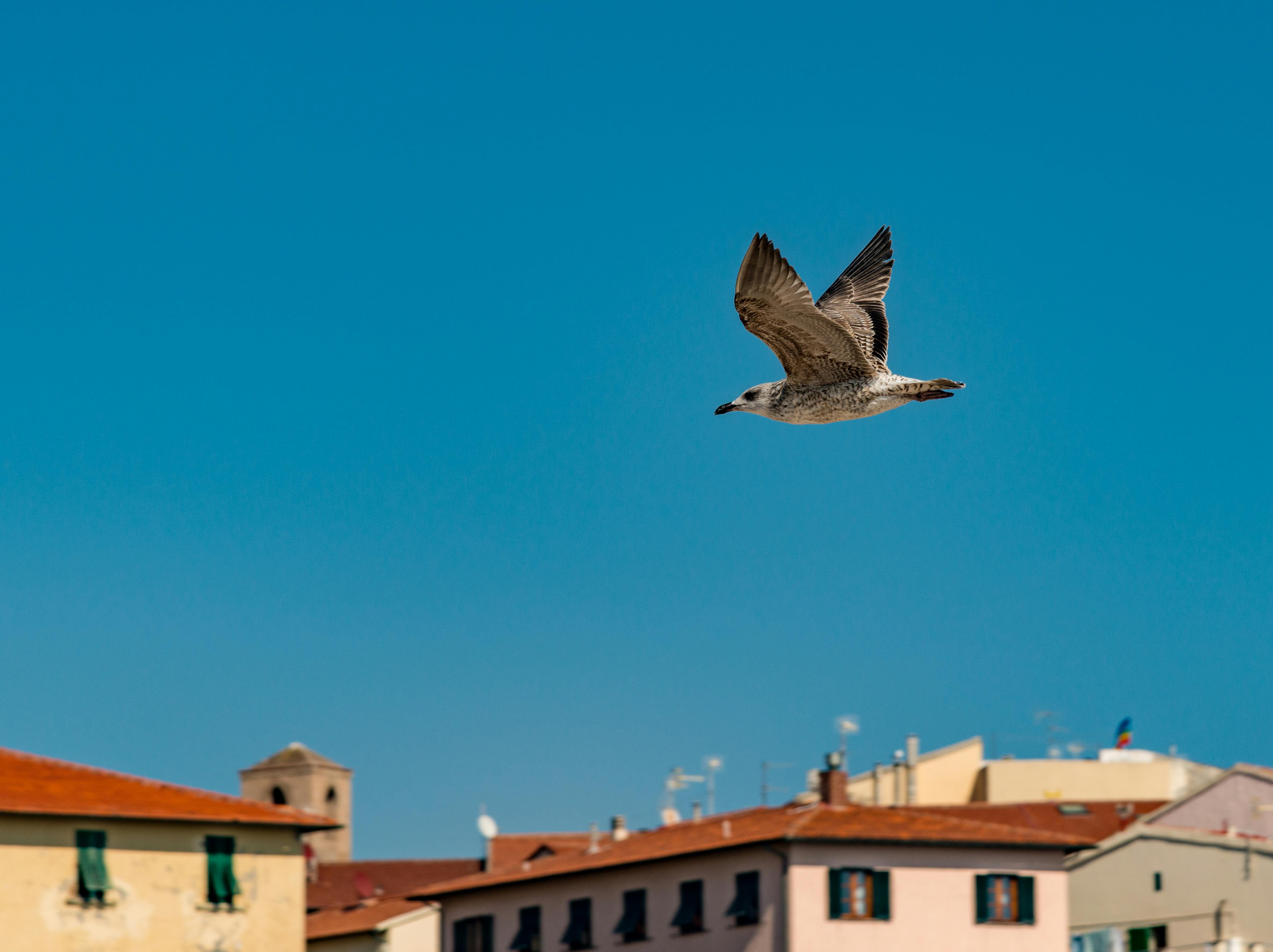 Bird Flies Away From Others Photos, Download The BEST Free Bird Flies ...