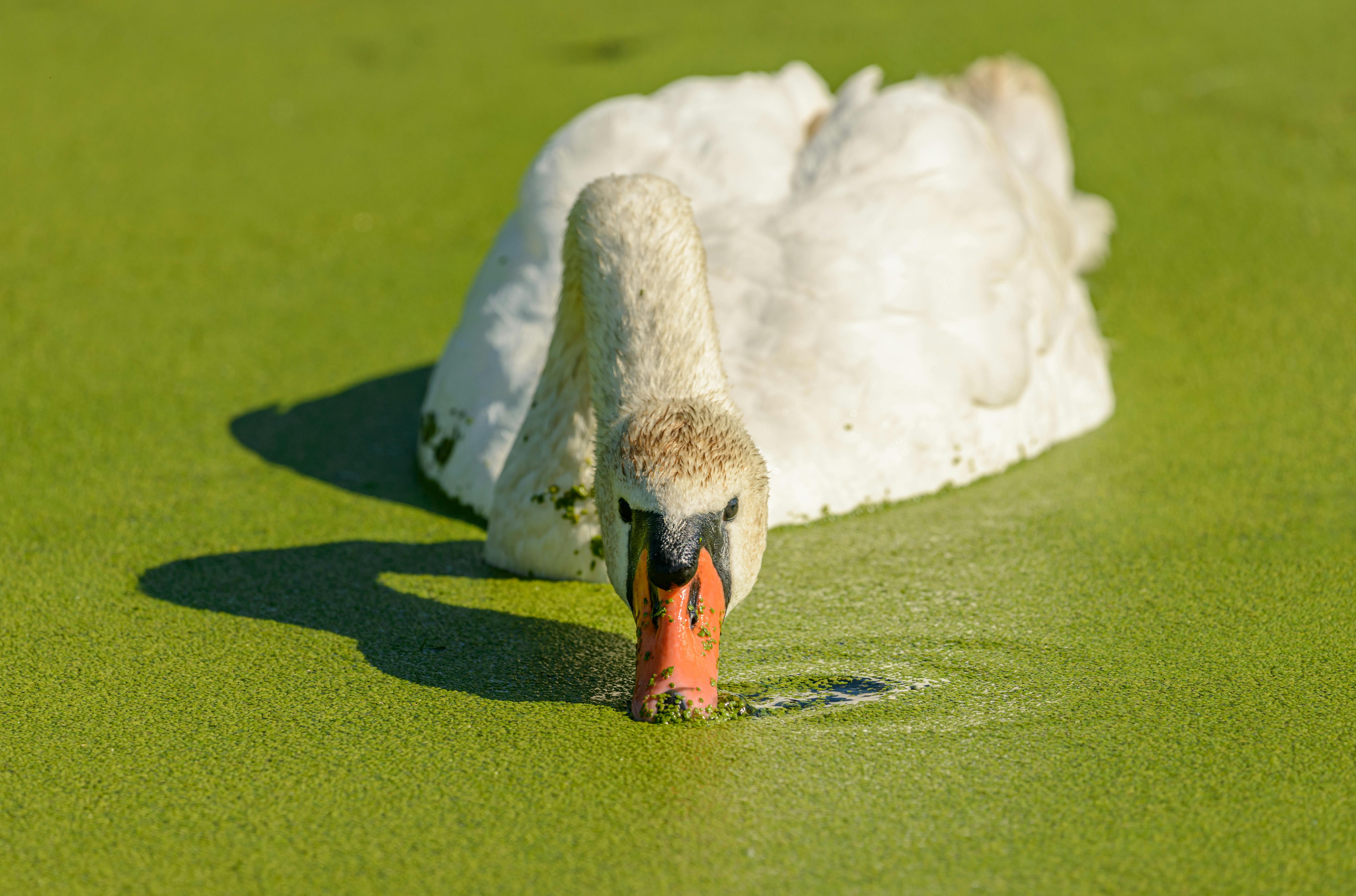 Swan drinking water from blooming pond · Free Stock Photo