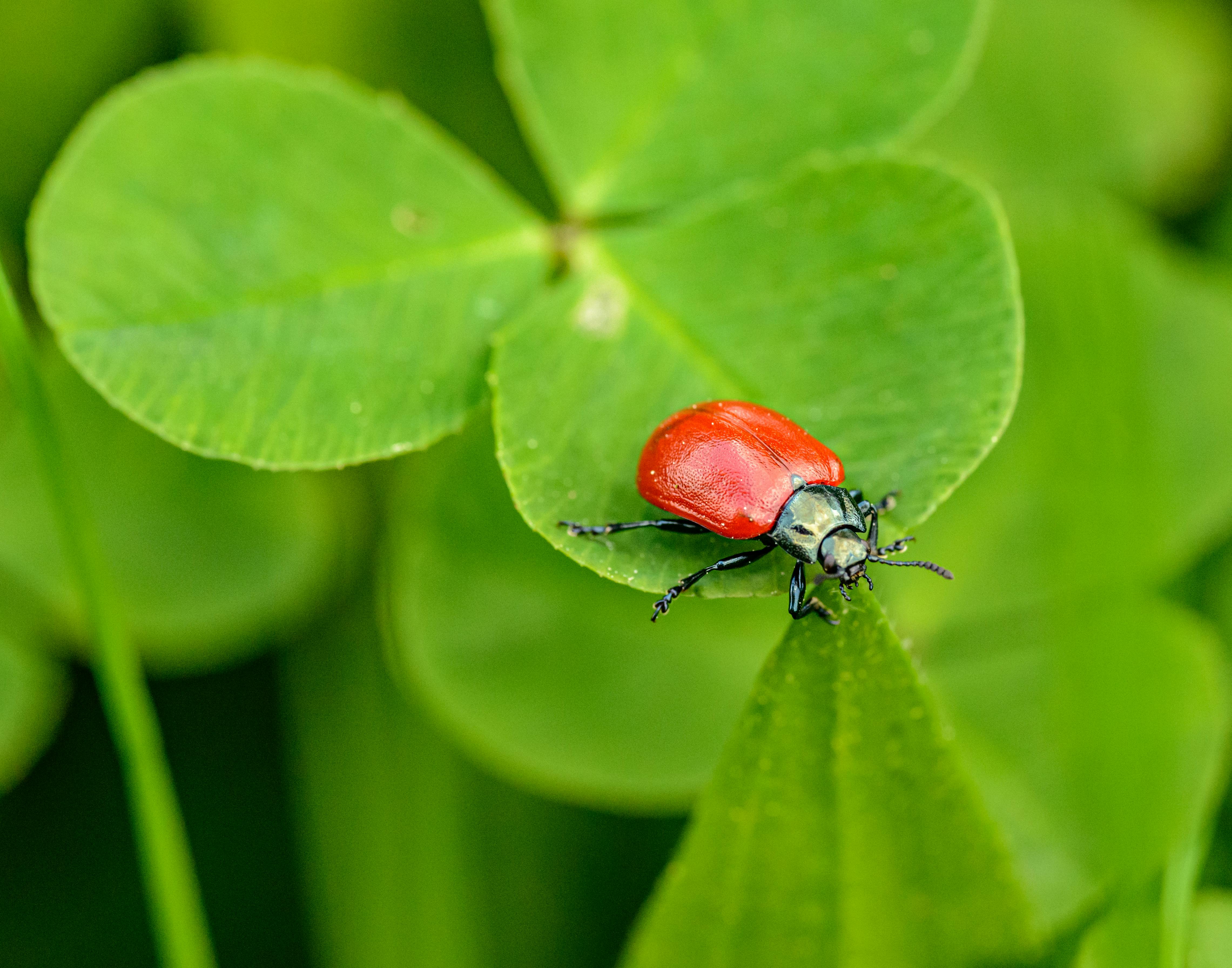 Insect with red compound eyes · Free Stock Photo