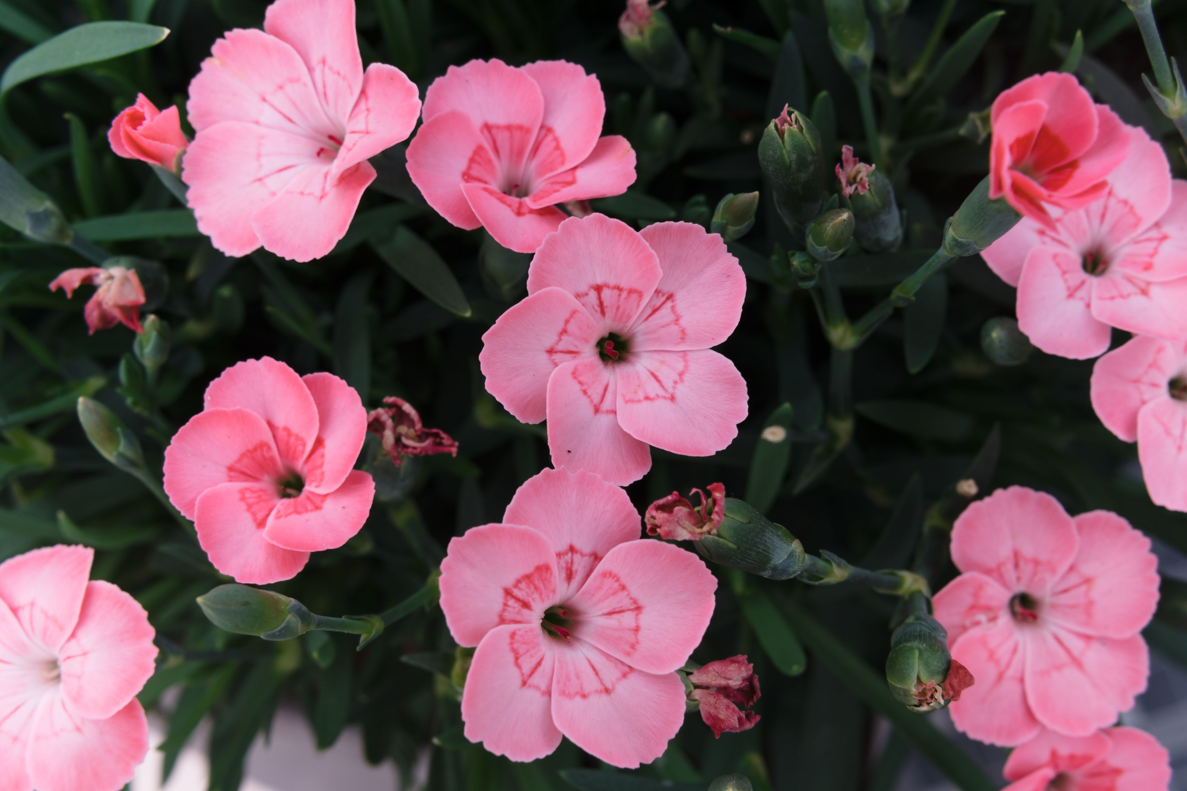 Pink Boarder Photos, Download The BEST Free Pink Boarder Stock Photos ...