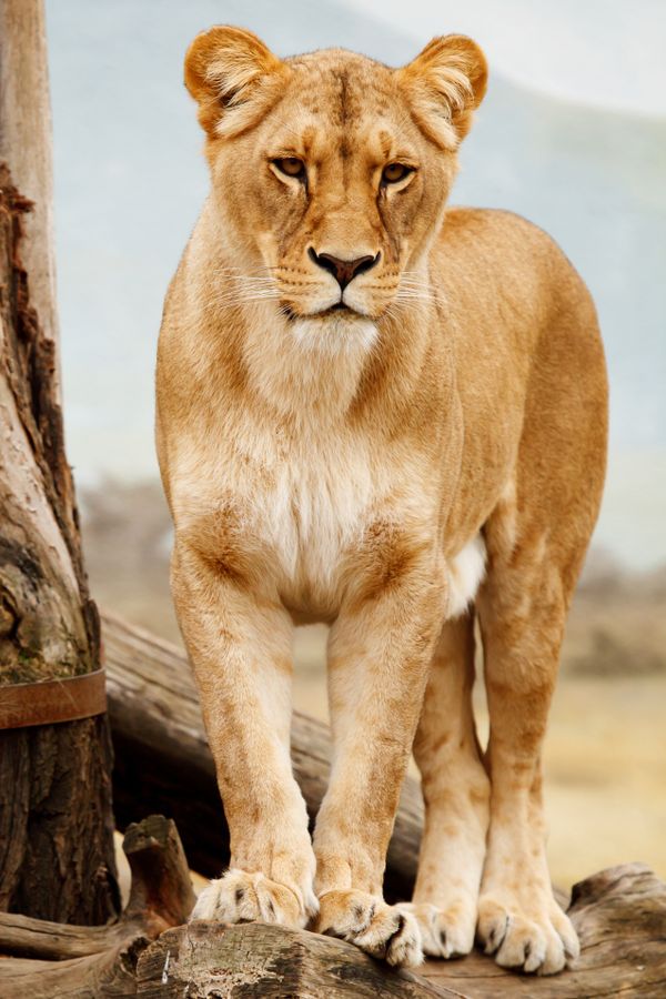African Safari Photos, Download The BEST Free African Safari Stock ...