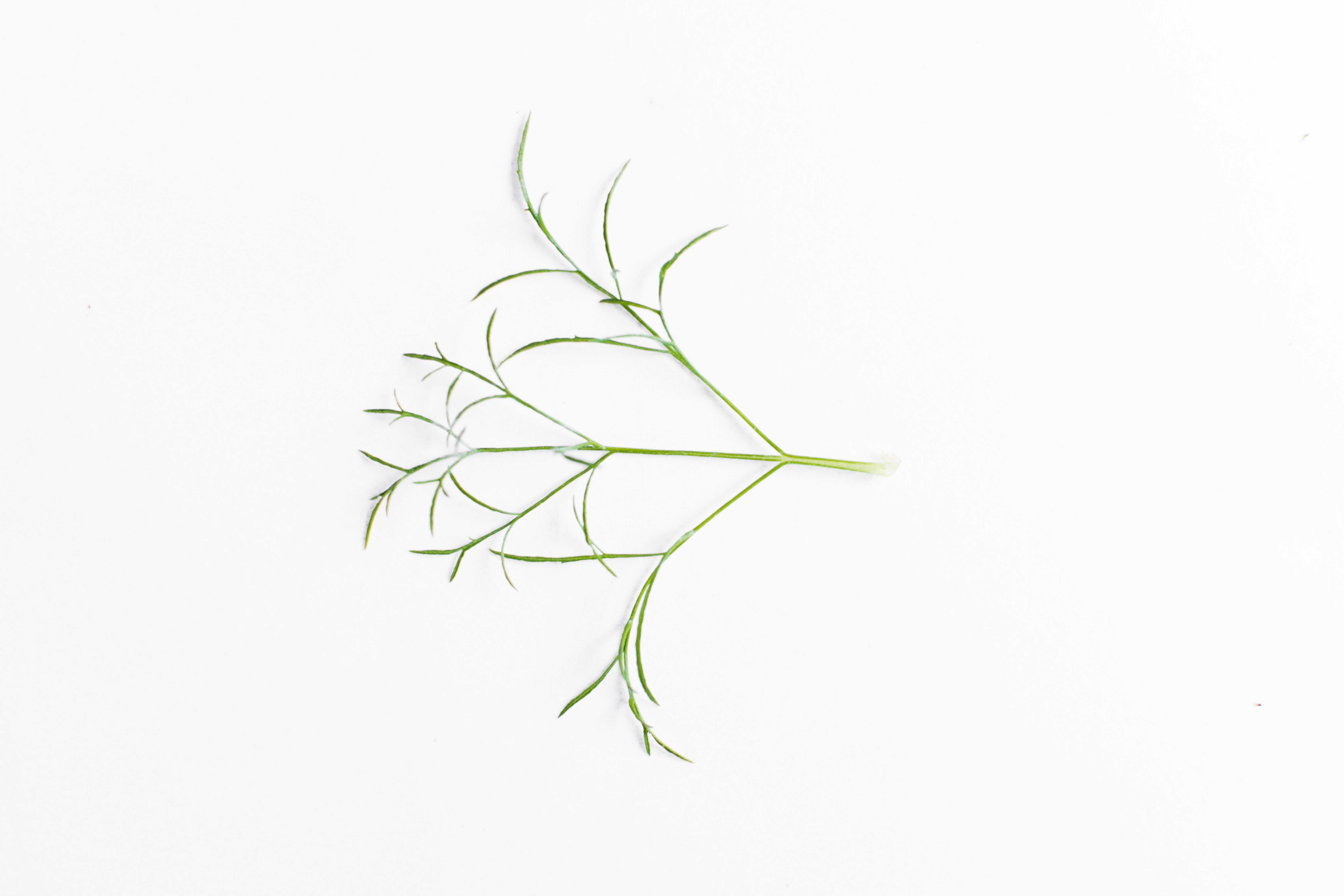 Thin twigs of weed from above · Free Stock Photo