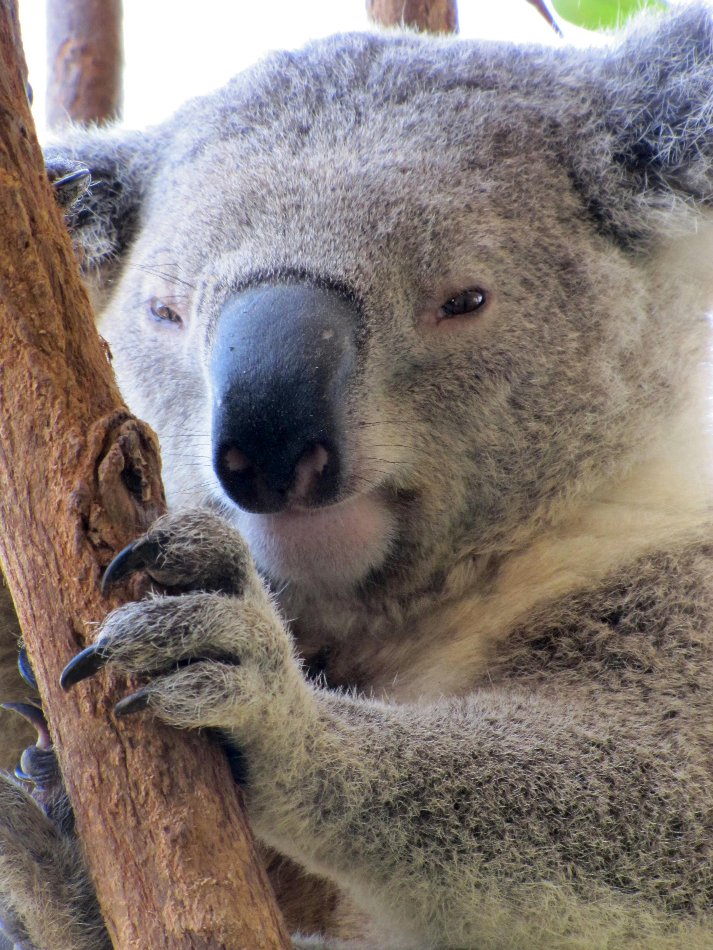 Austrailia 5 Photos & Videos Collected by Steve Tingley