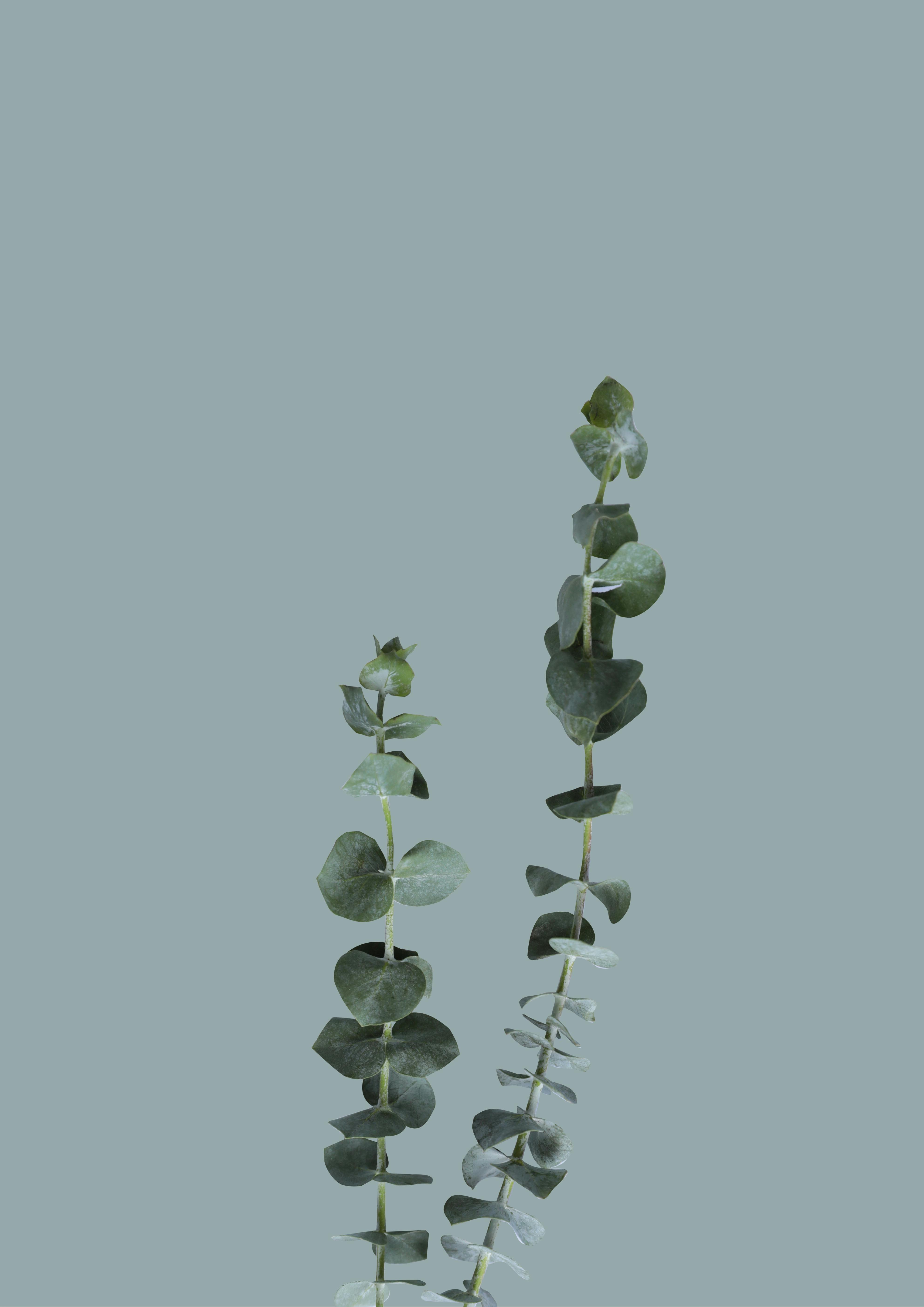 Stem of Green Plant With Green Background · Free Stock Photo