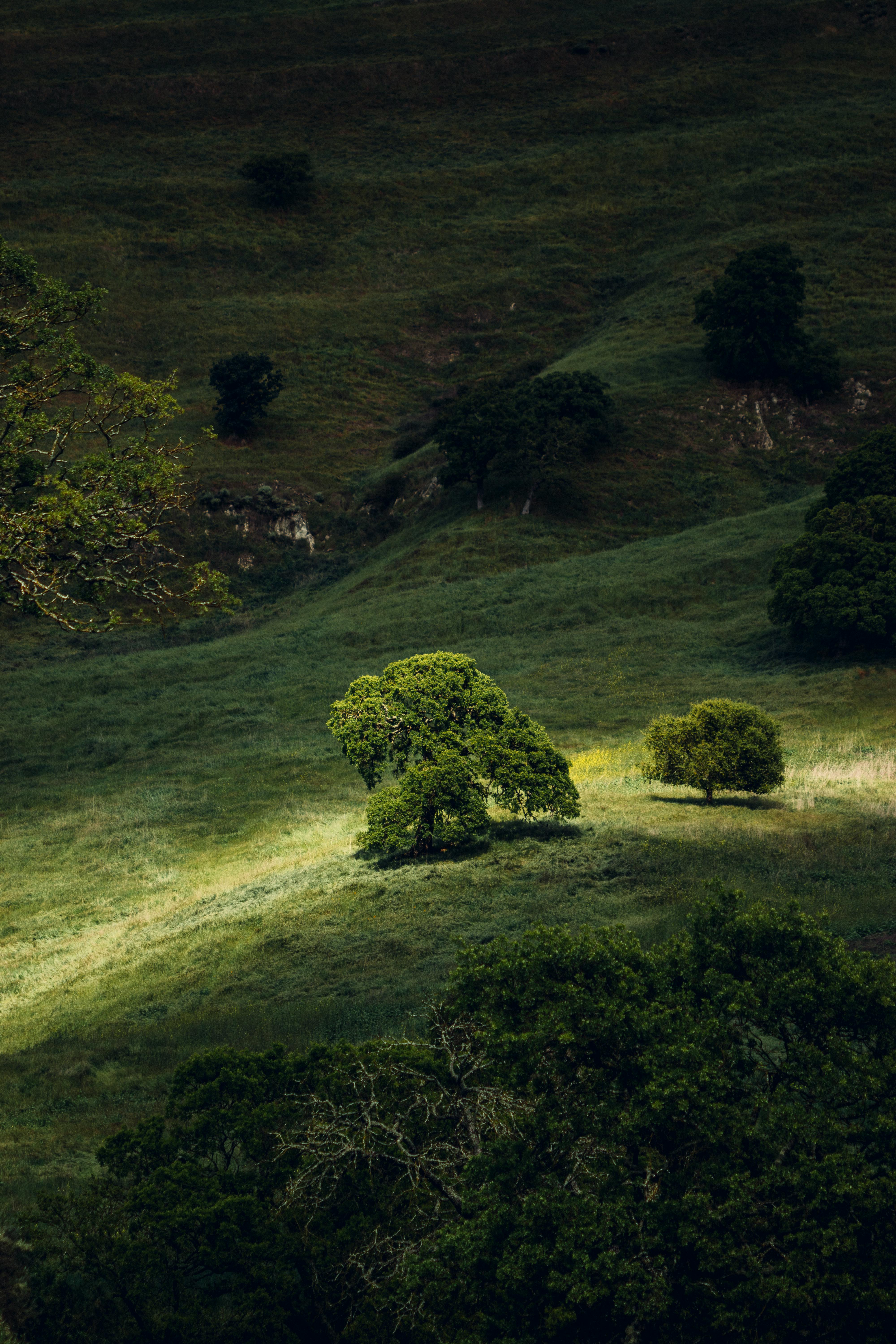 Green Grass Field and Trees · Free Stock Photo