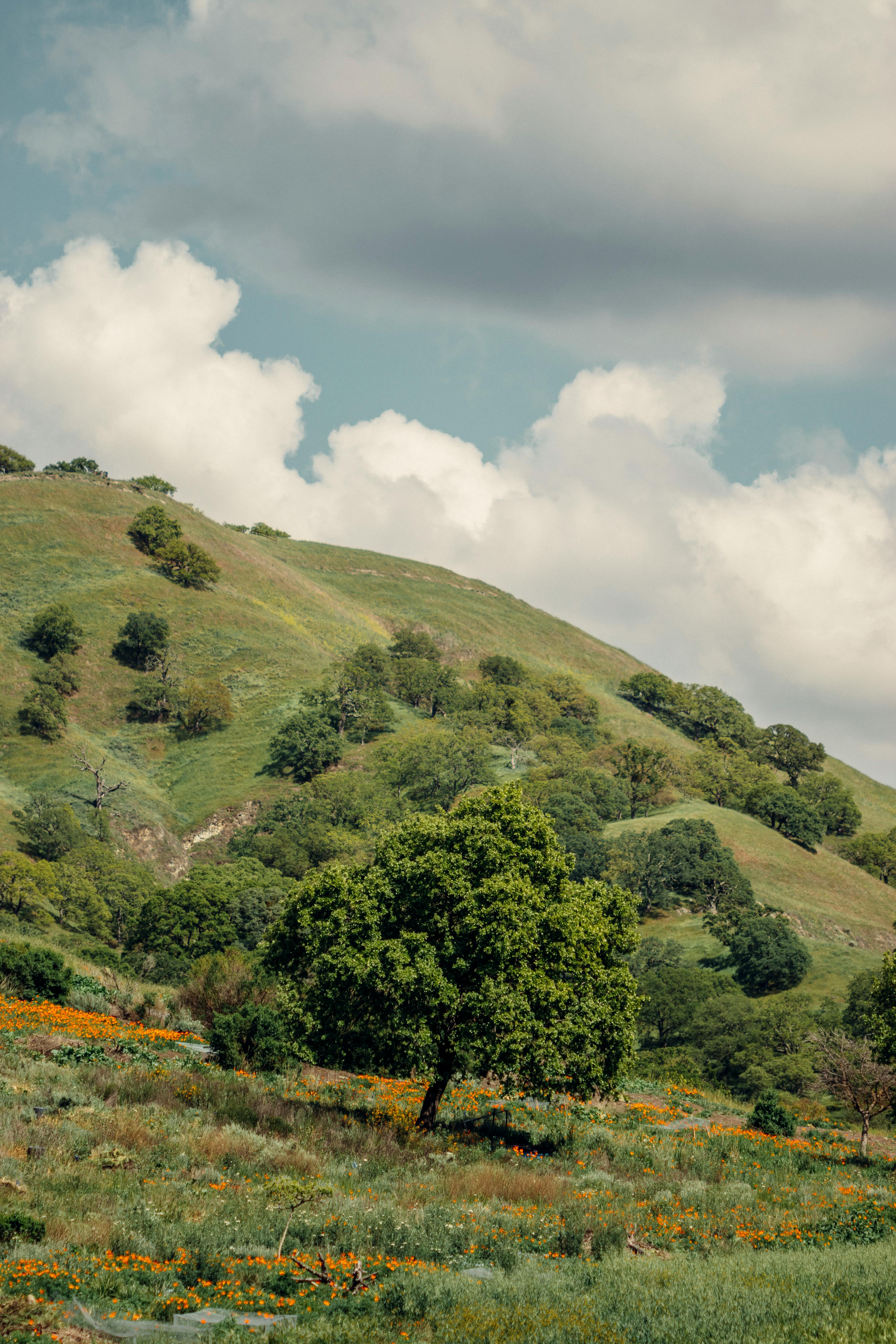 Tree on Hilly Landscape · Free Stock Photo