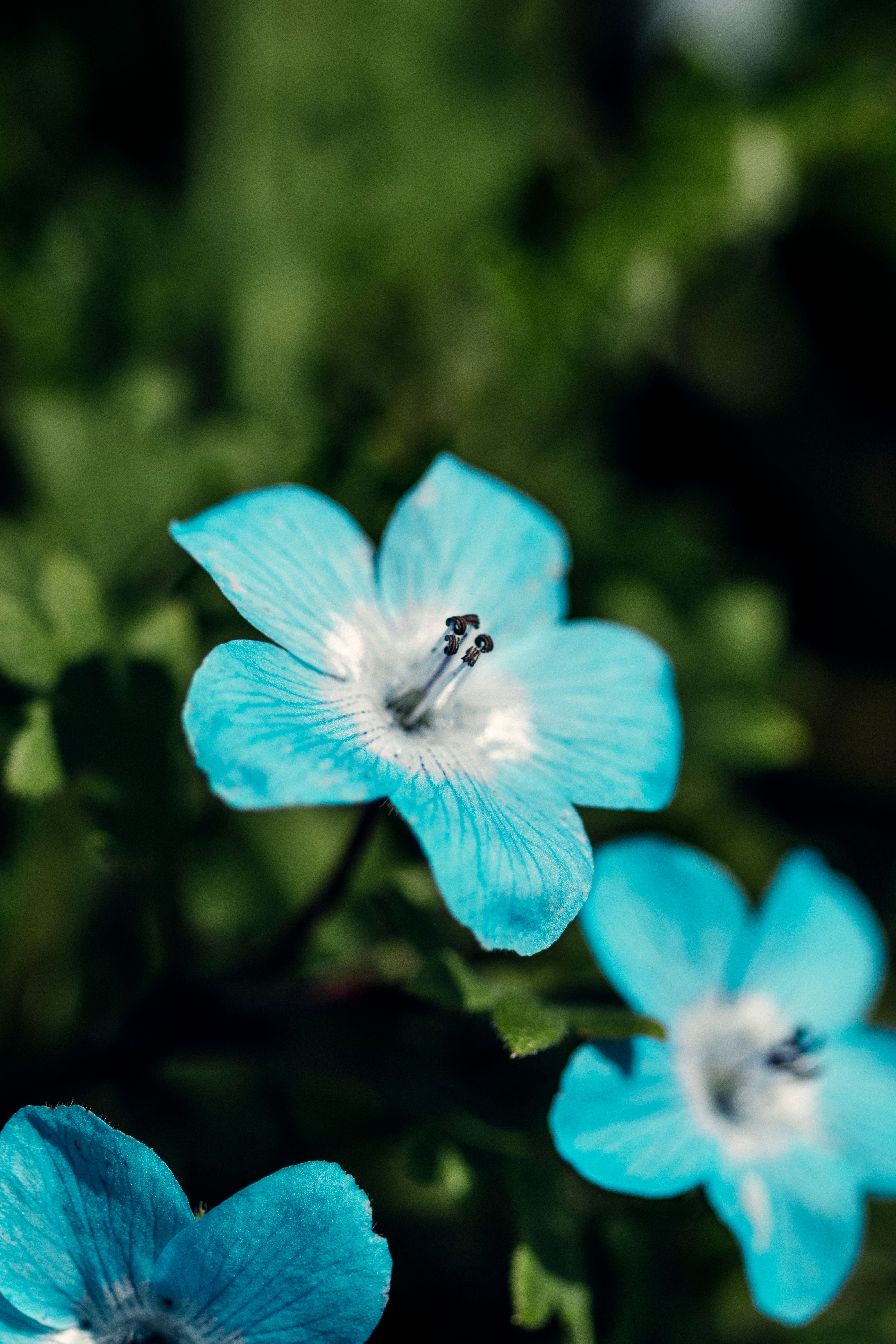 Blue Flower in Tilt Shift Lens · Free Stock Photo