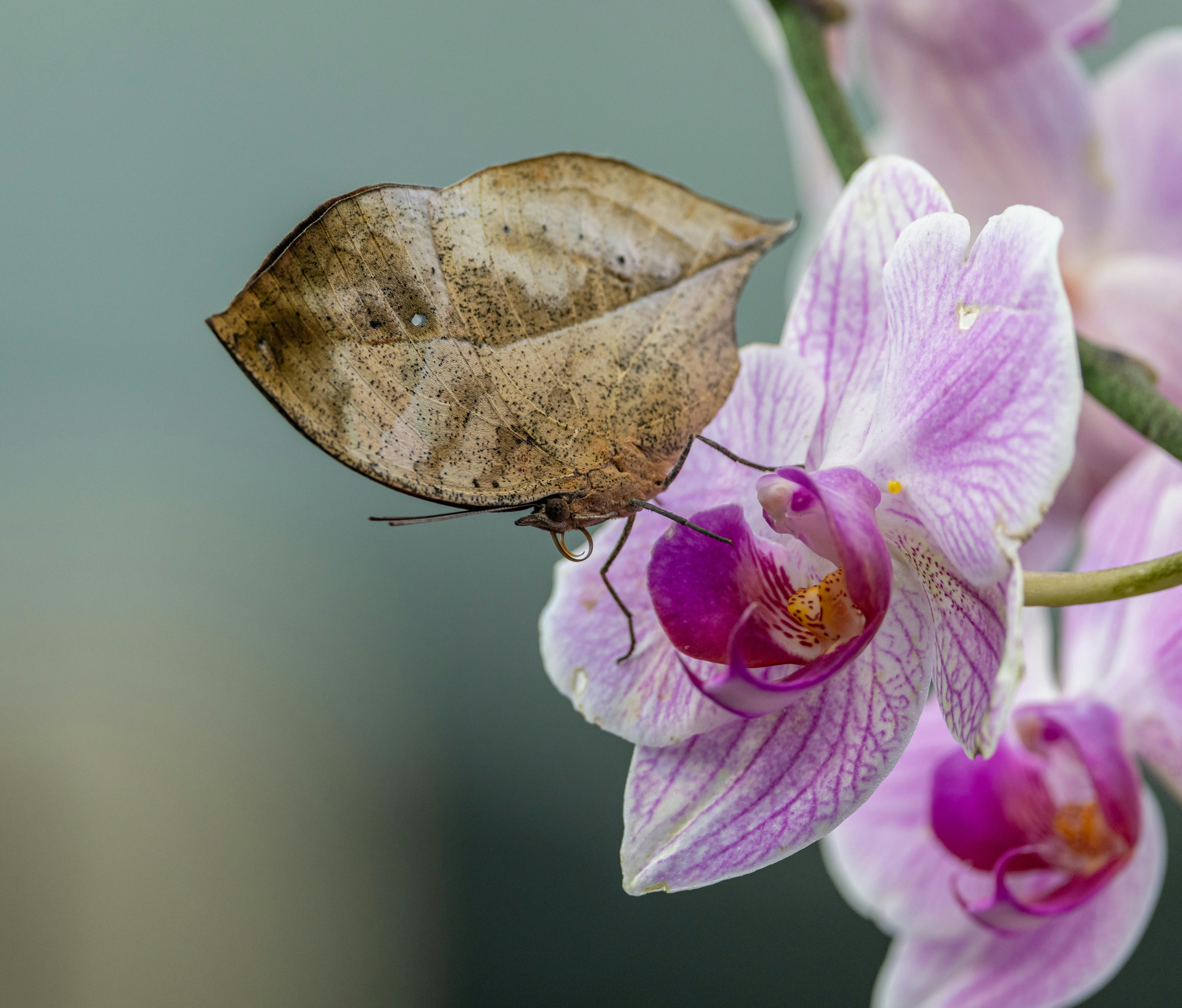 Insect on Orchid · Free Stock Photo