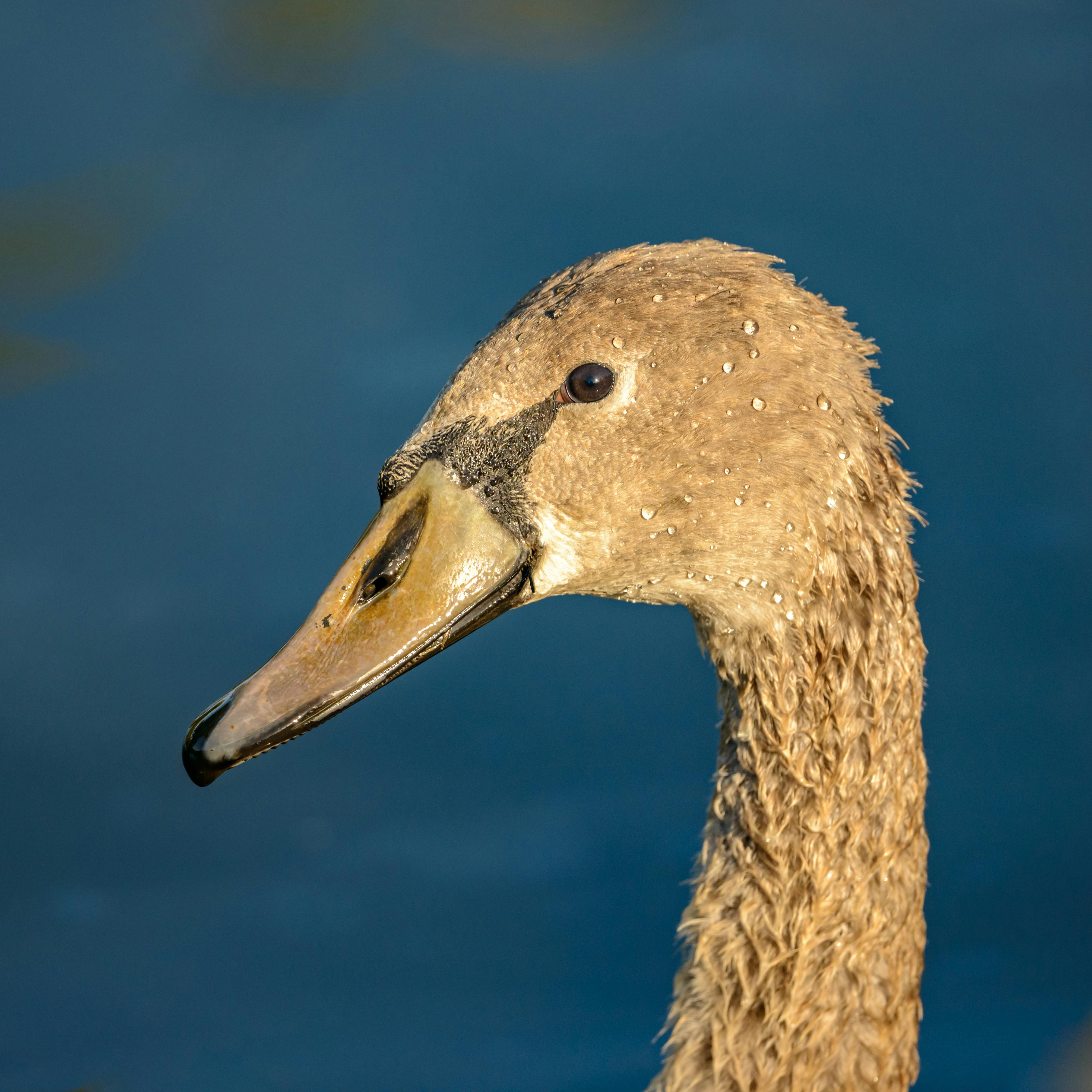 Duck Portrait Photos, Download The BEST Free Duck Portrait Stock Photos ...