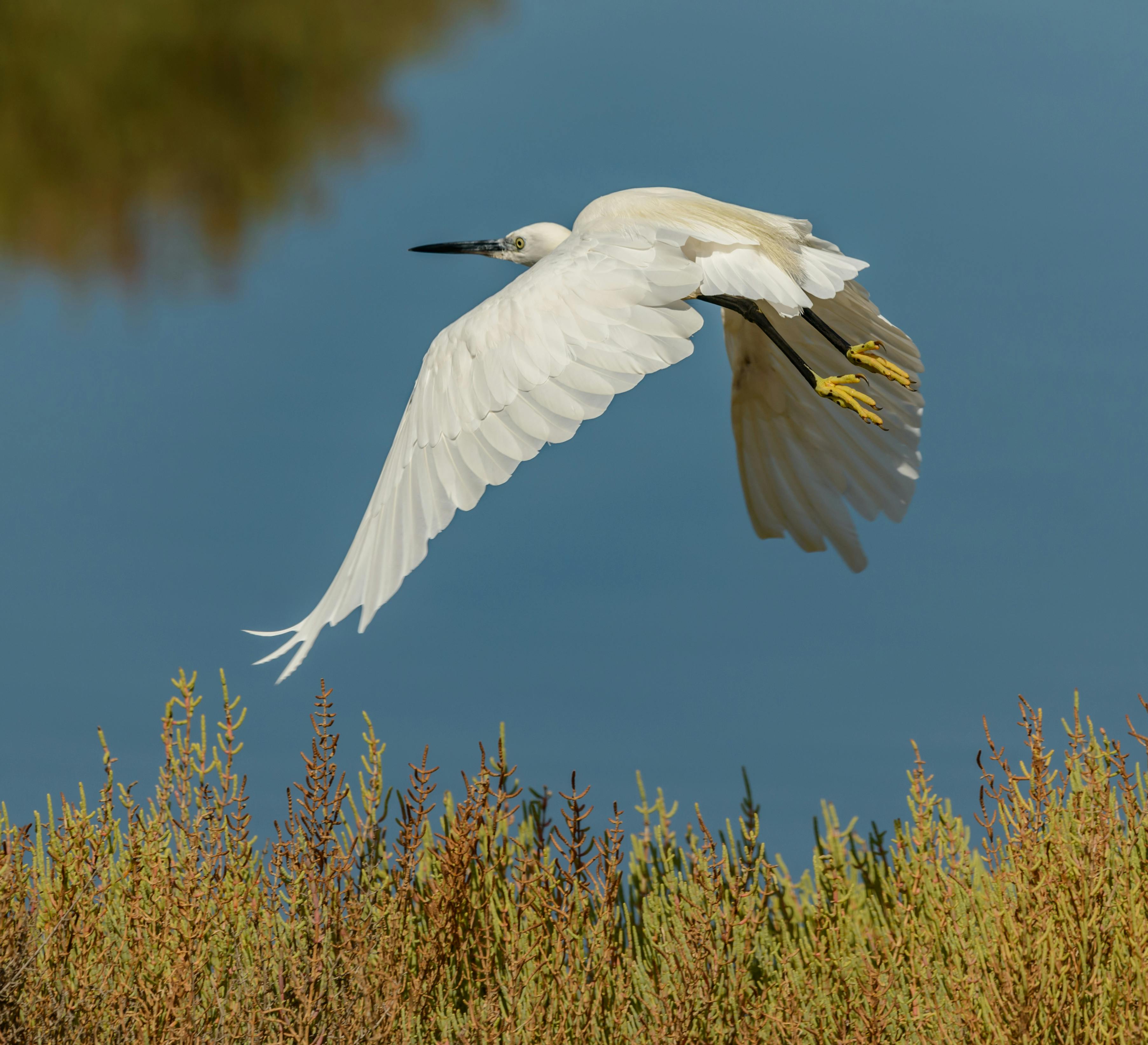 Photo of a Heron Flying in Nature · Free Stock Photo