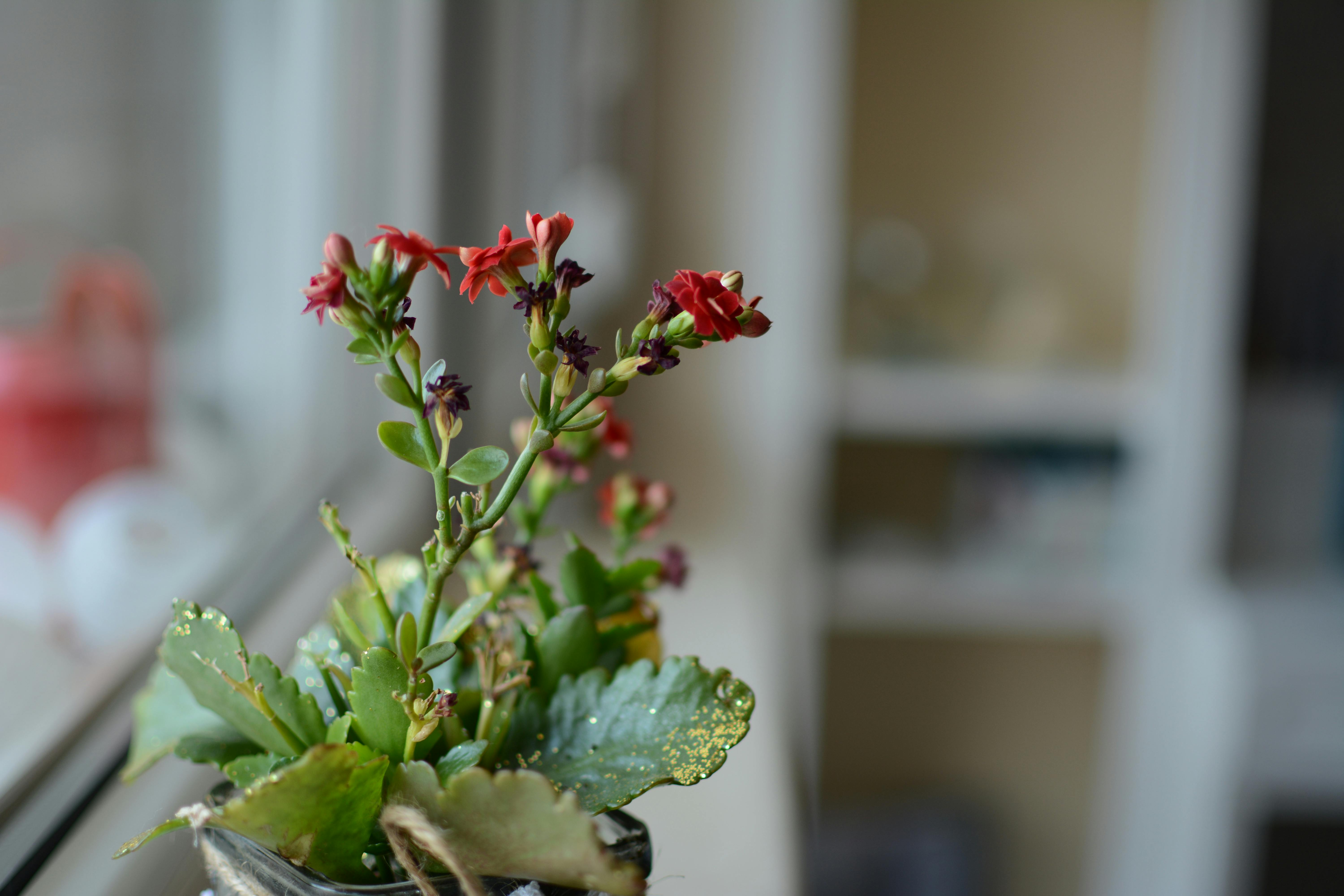 Boyko Boev - Fotografía