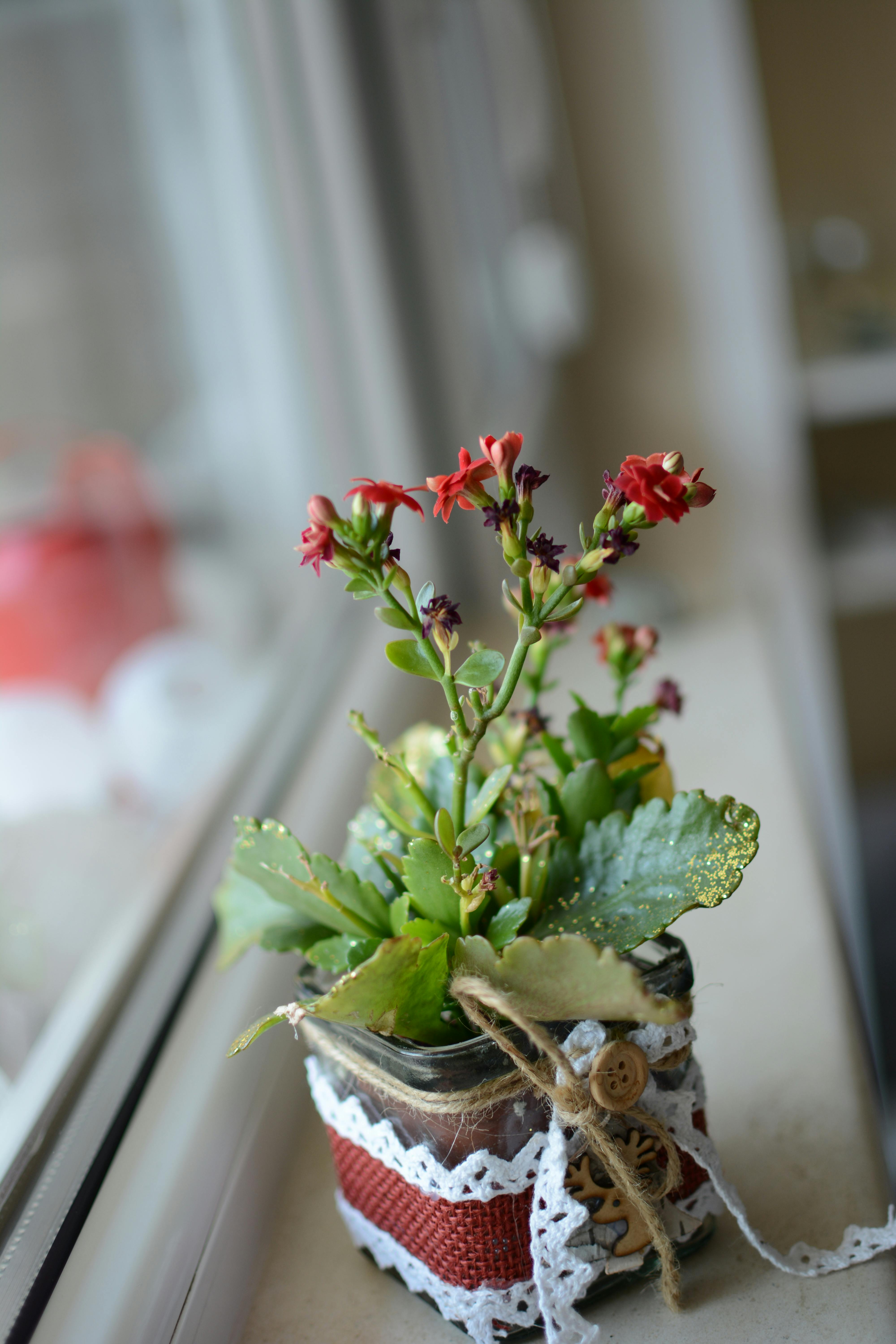 Boyko Boev - Fotografía