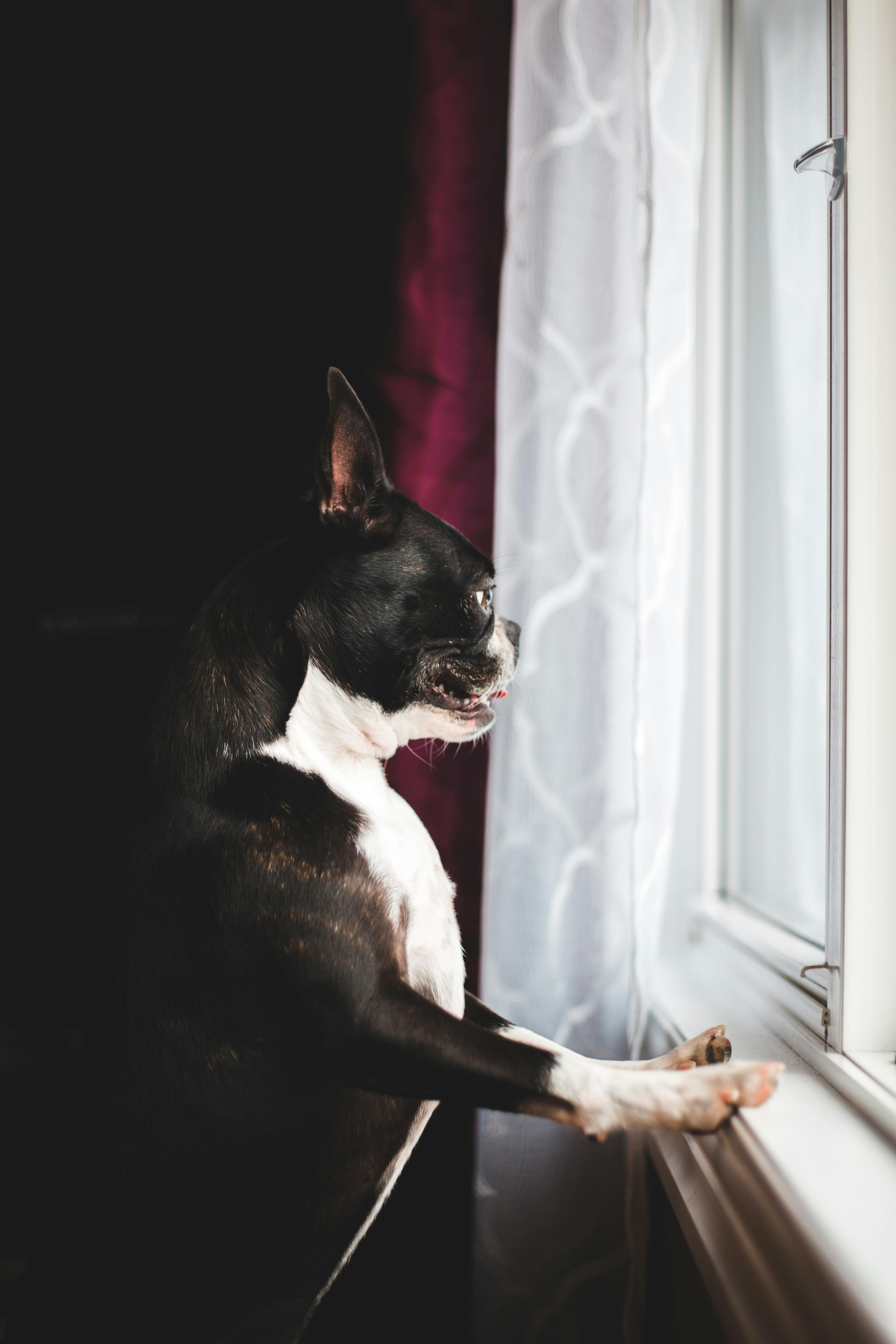 Curious Boston Terrier looking out window · Free Stock Photo