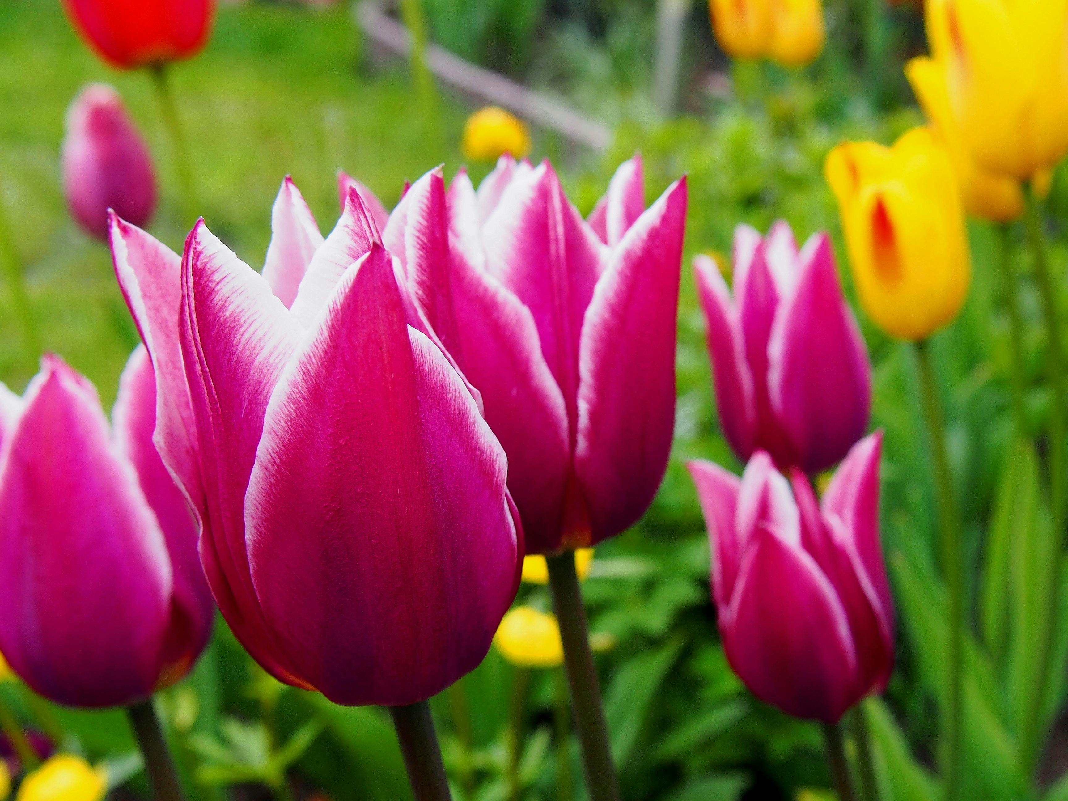 Multiple Tulip Photography Photos, Download The BEST Free Multiple ...