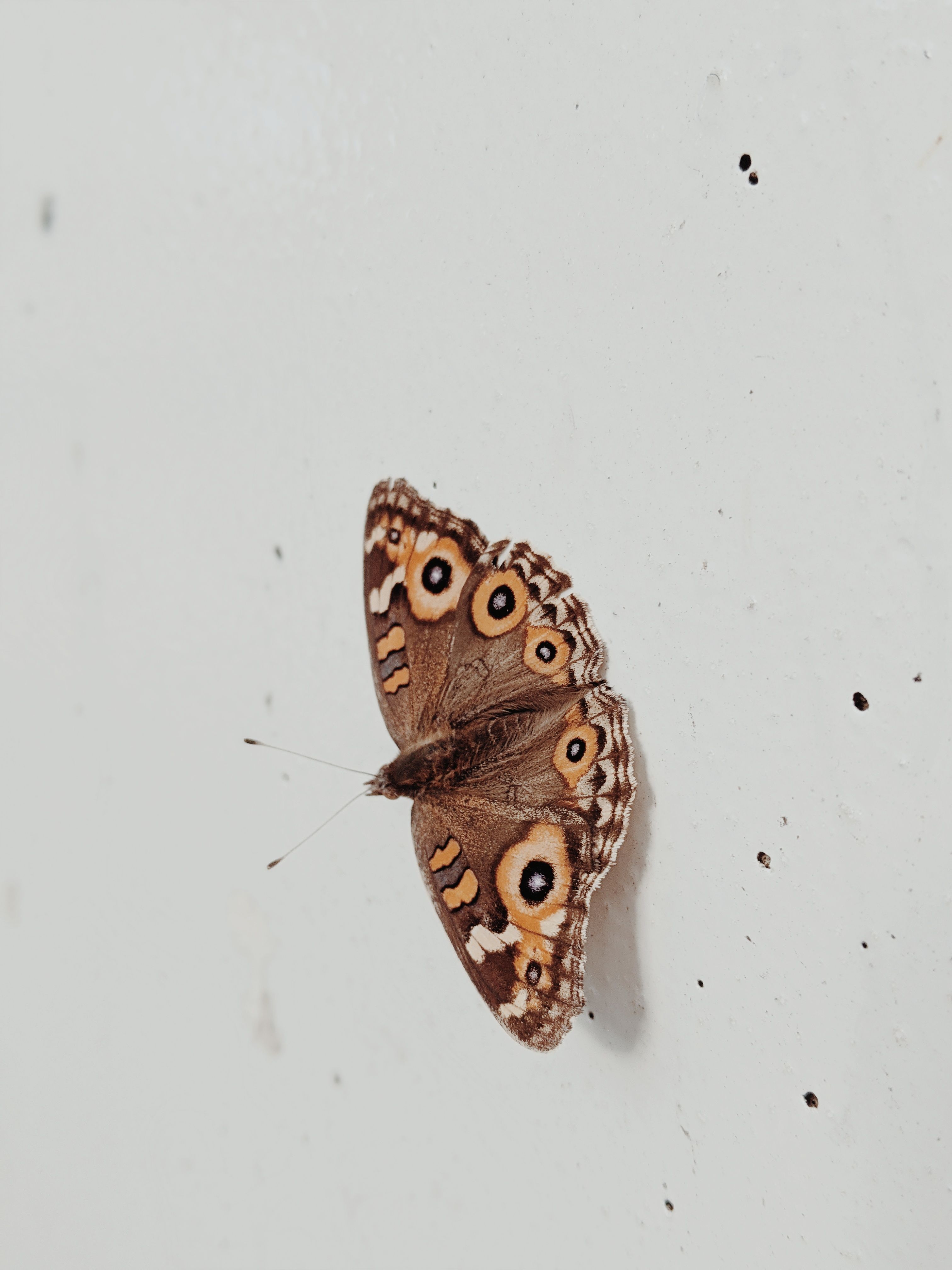 Nymphalidae Photos, Download The BEST Free Nymphalidae Stock Photos ...