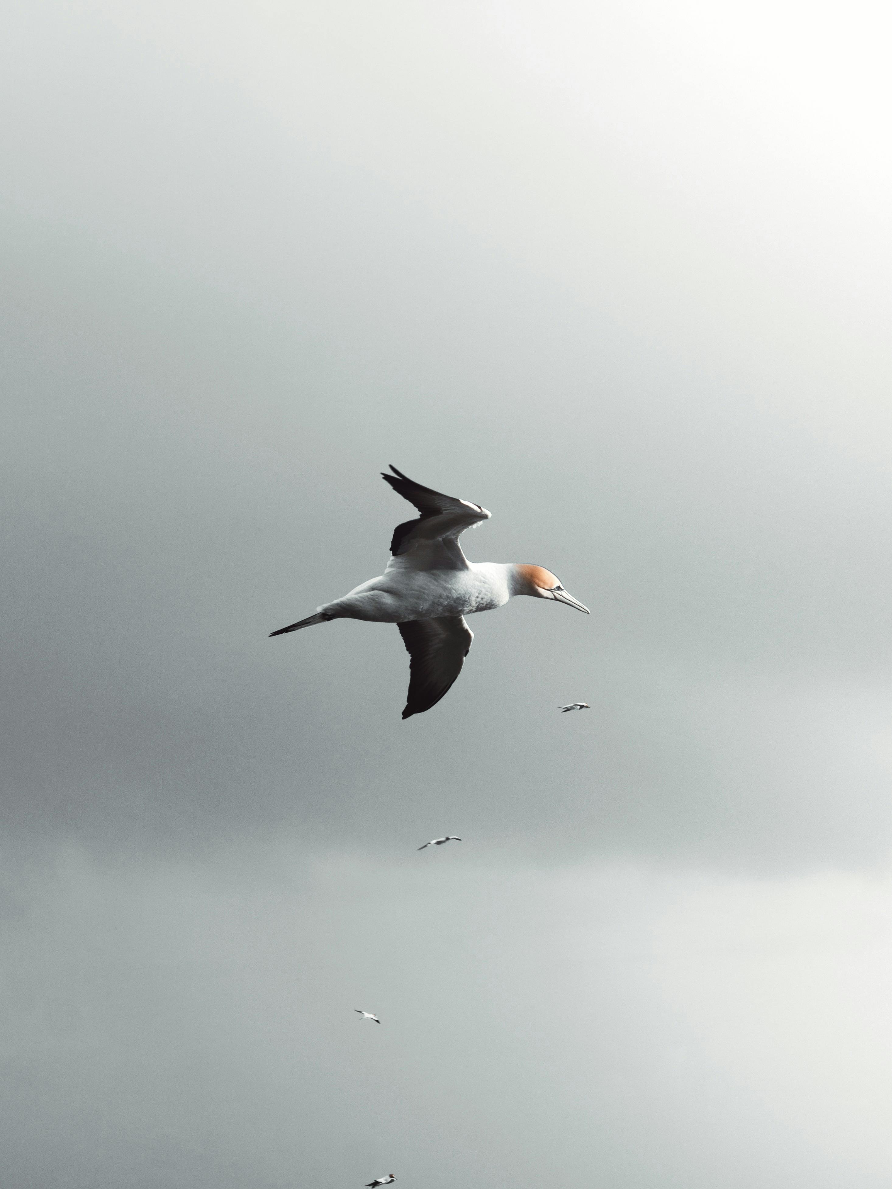 Seabird Flying in Sky · Free Stock Photo
