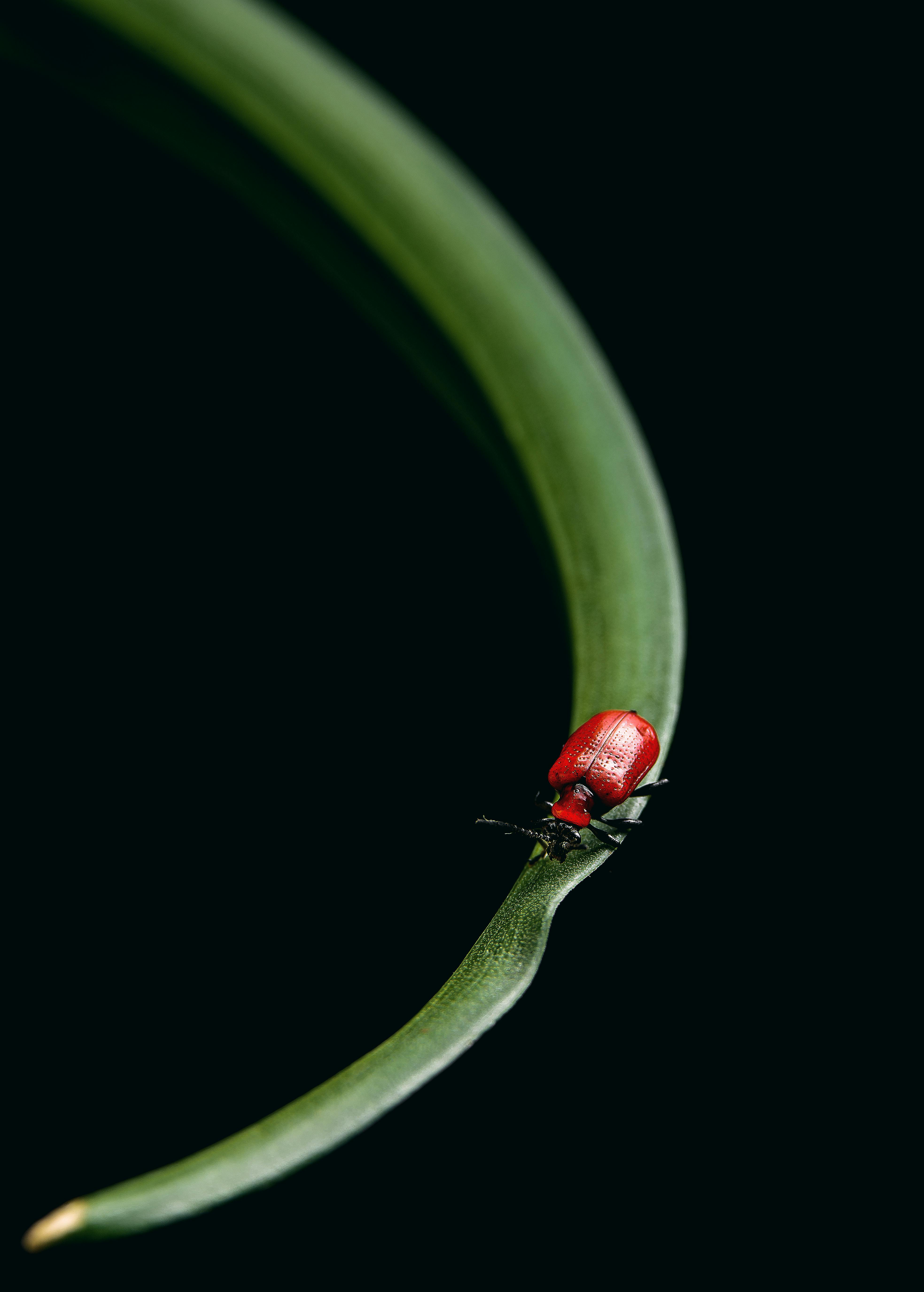 Small red beetle on green grass · Free Stock Photo