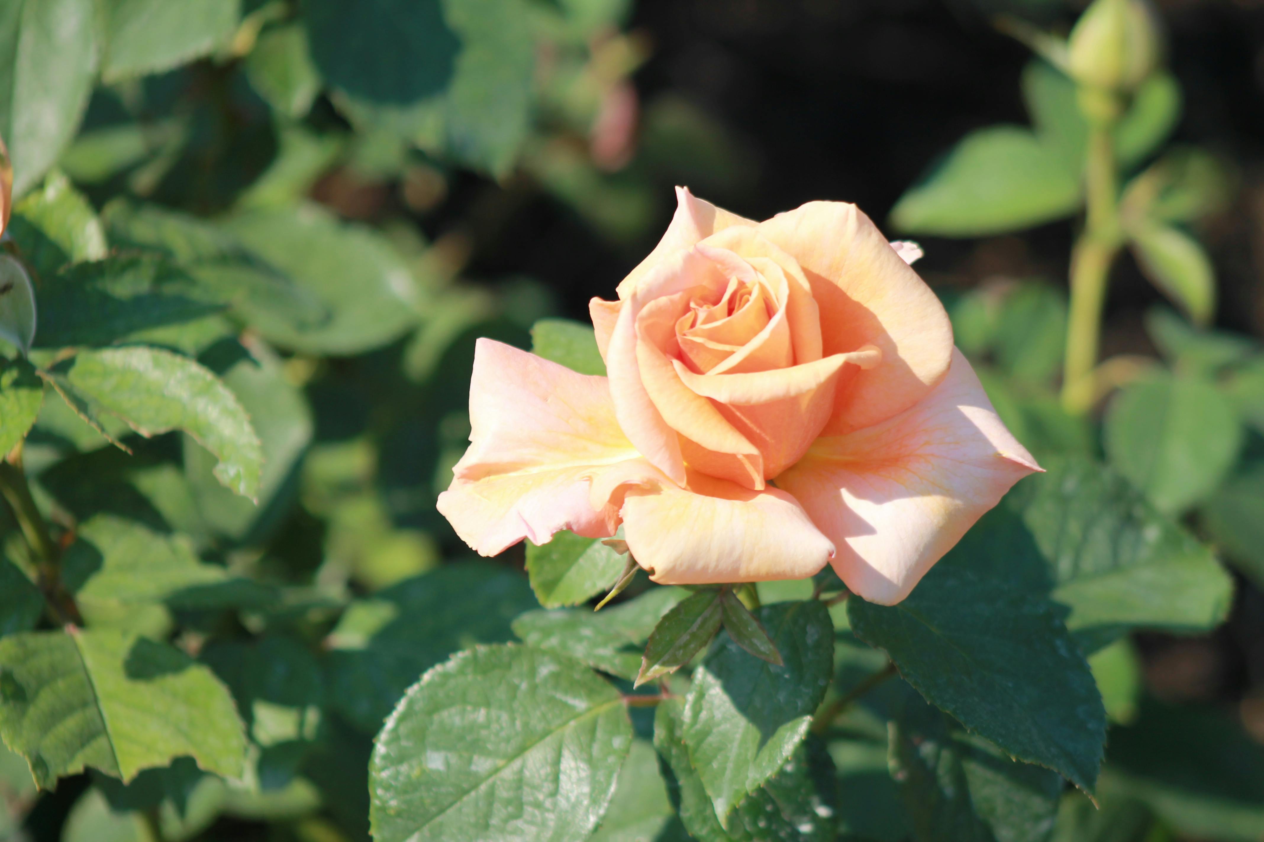 Hardy Plant Pictures 14 Photos & Videos Collected by Amajuba Indlu-Inceku