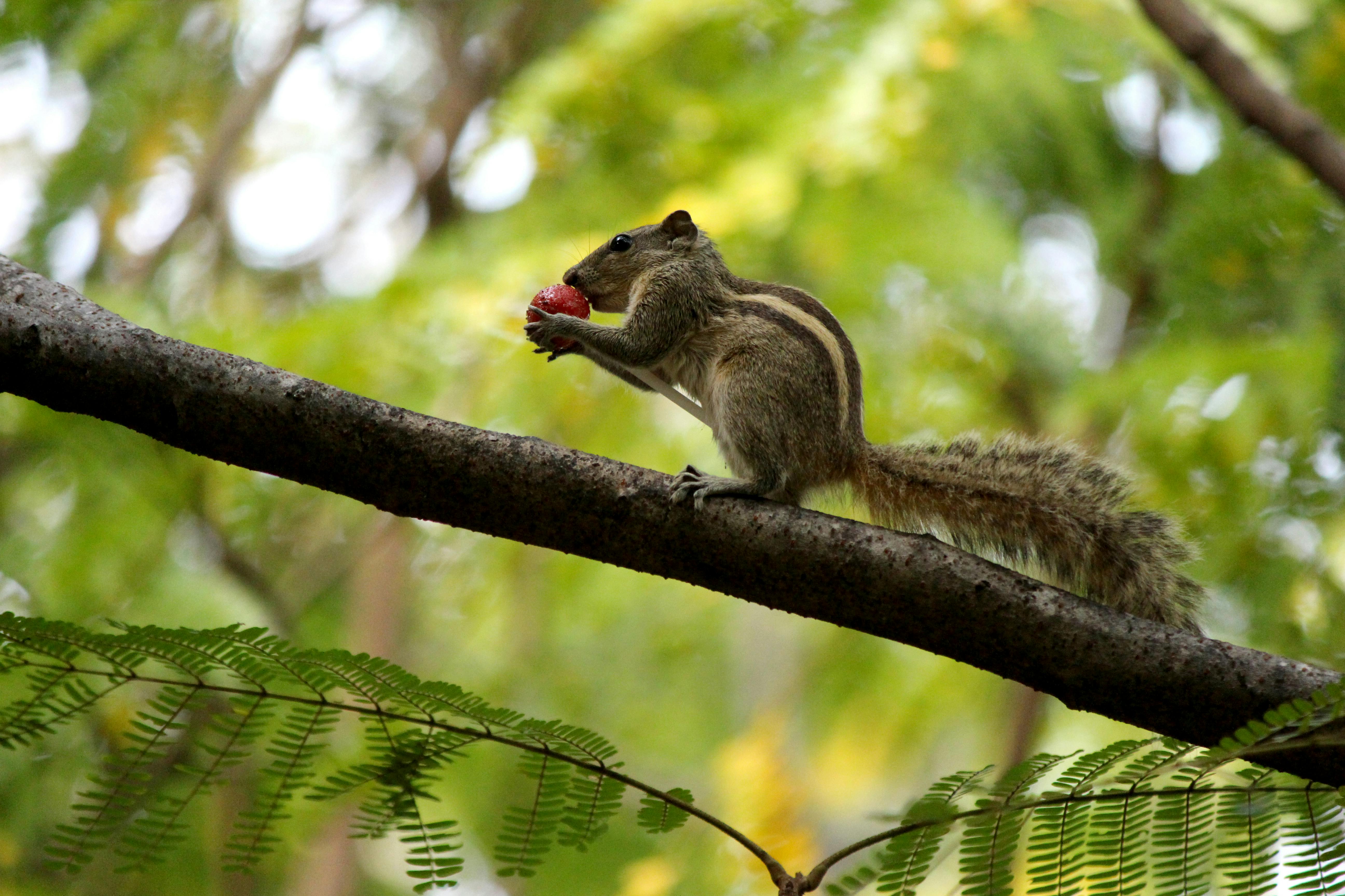 Cute squirrel with acorn on tree branch · Free Stock Photo