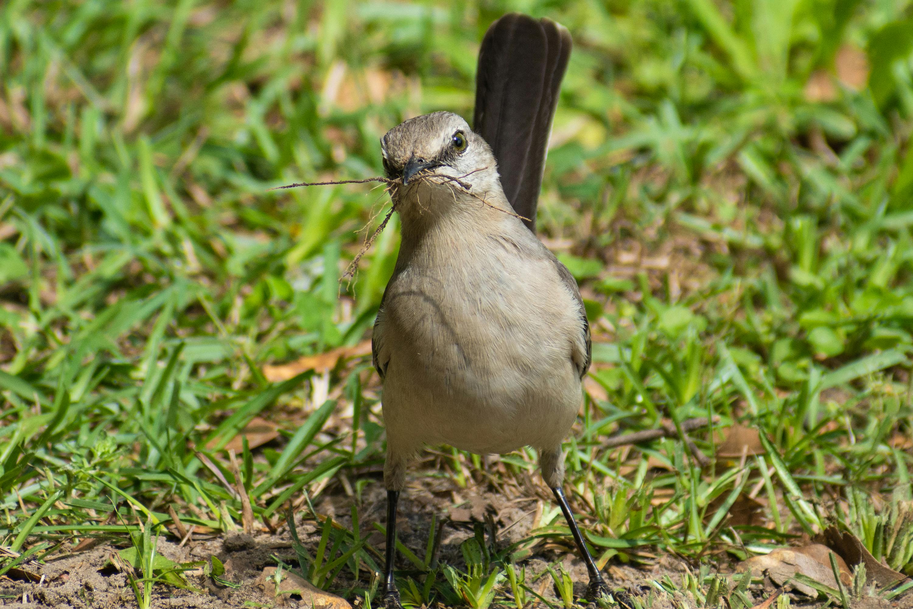 Free stock photo of mocking bird, mockingbird