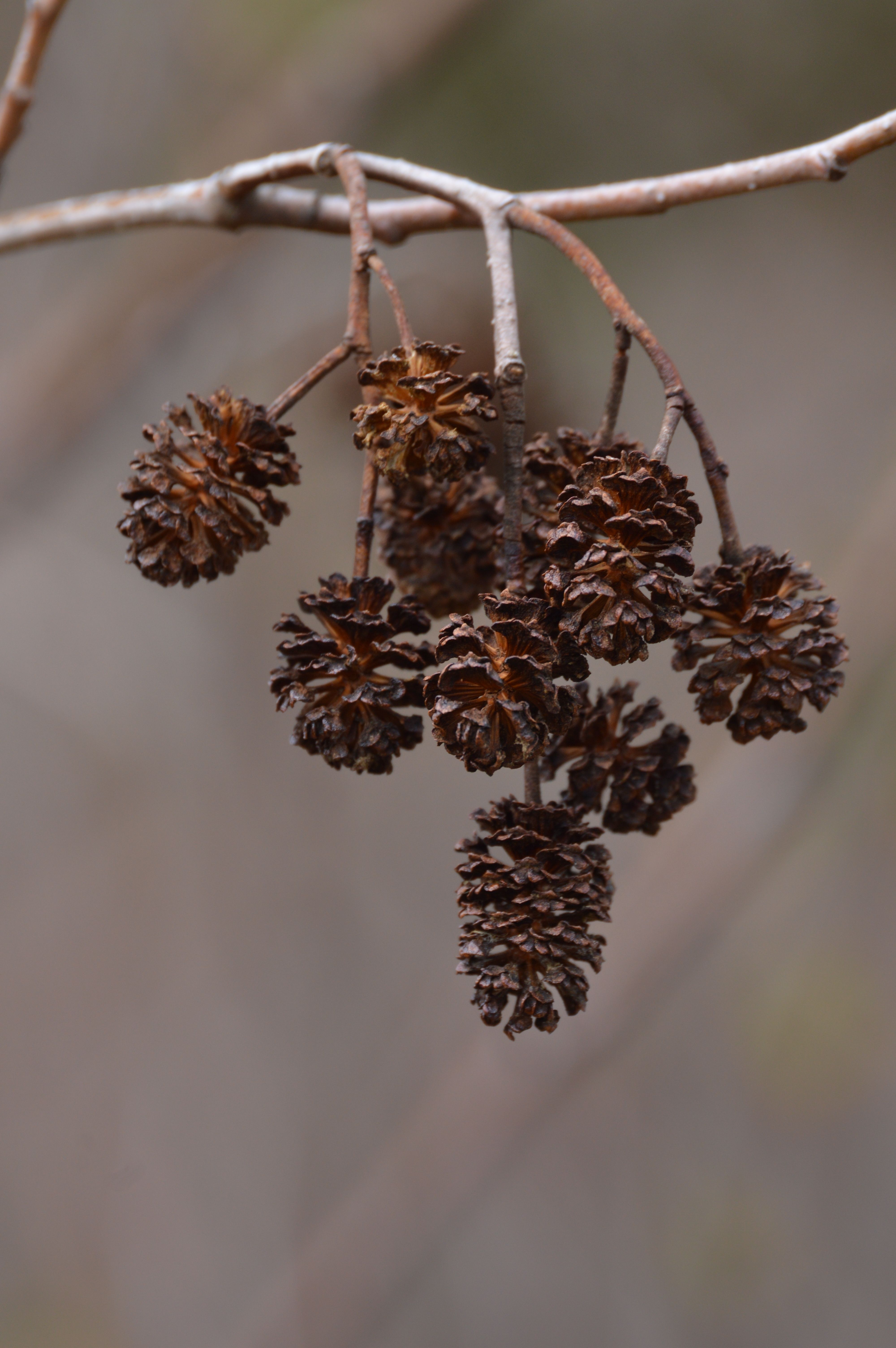 Branch of alder with dry cones · Free Stock Photo