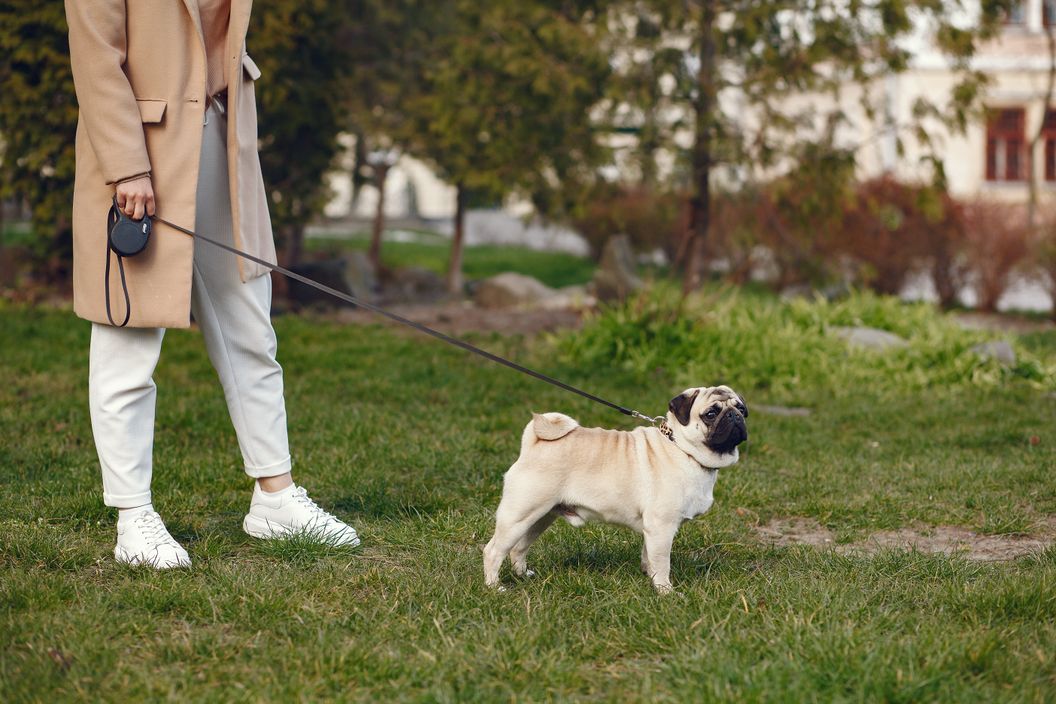 Meet the Sassy Dogs Breeds: Top 10 Feisty Canine Companions