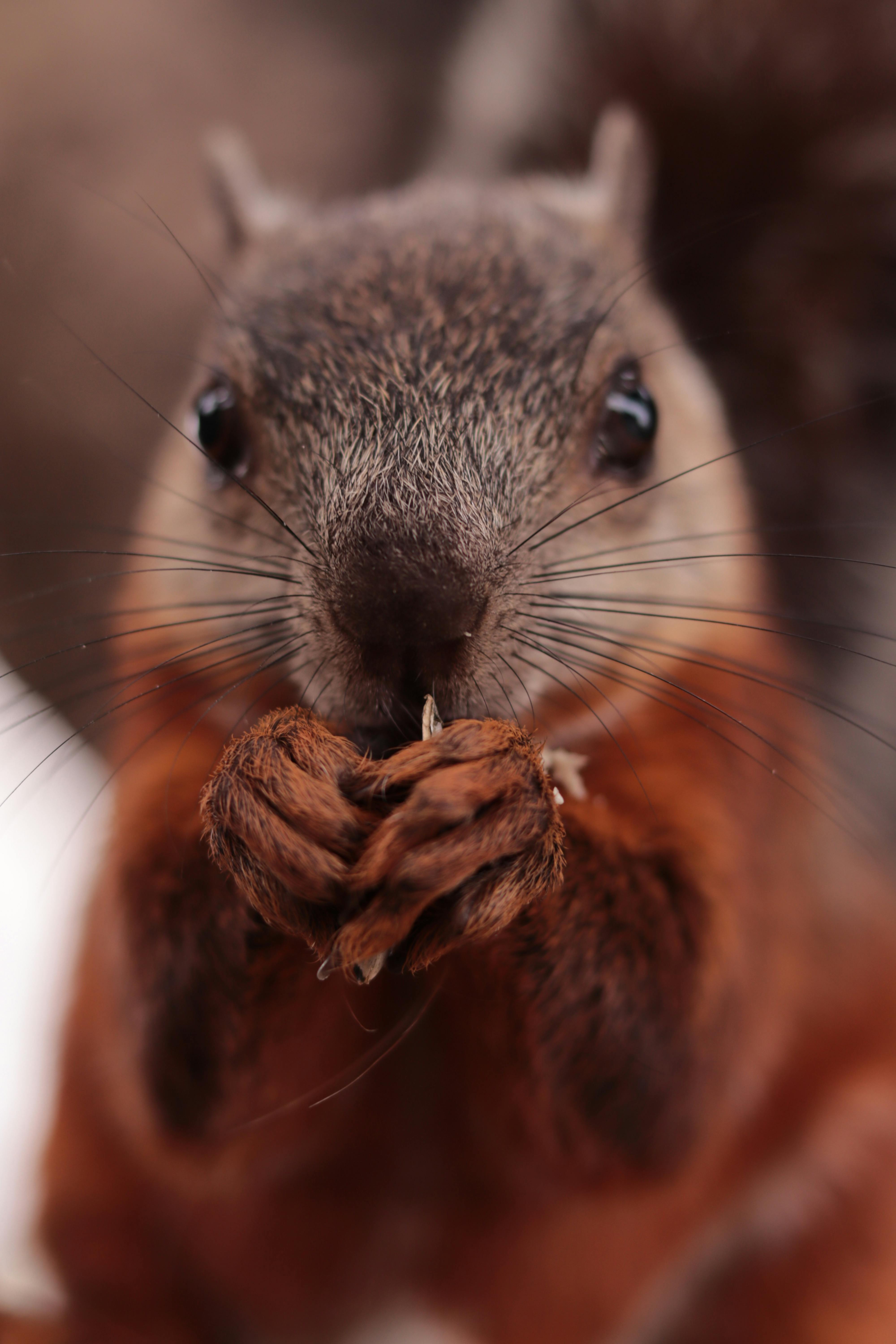 Close-Up Shot of Brown and Gray Rodent · Free Stock Photo
