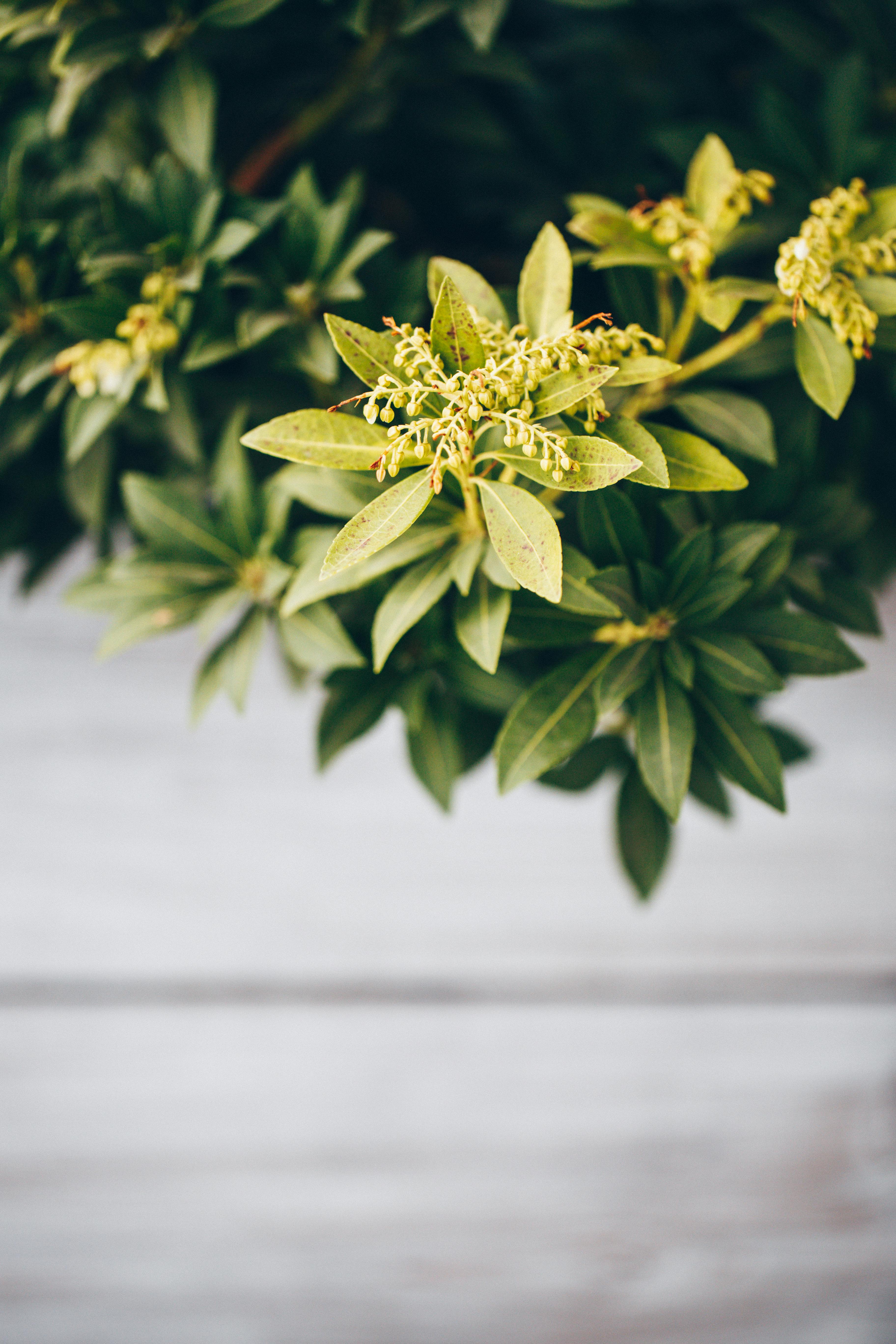 White Mexican Rose · Free Stock Photo