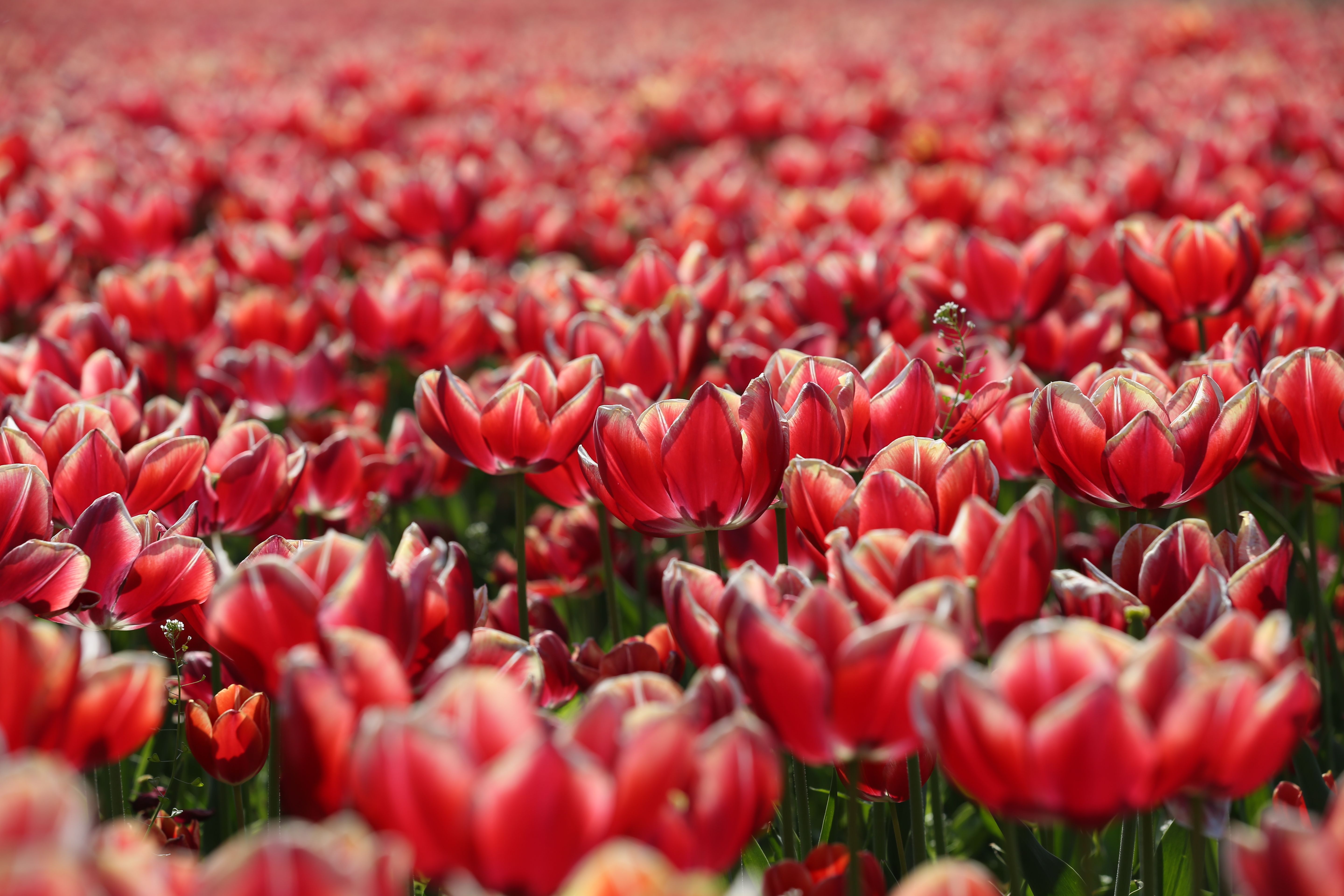 Field of red tulips on sunny day · Free Stock Photo