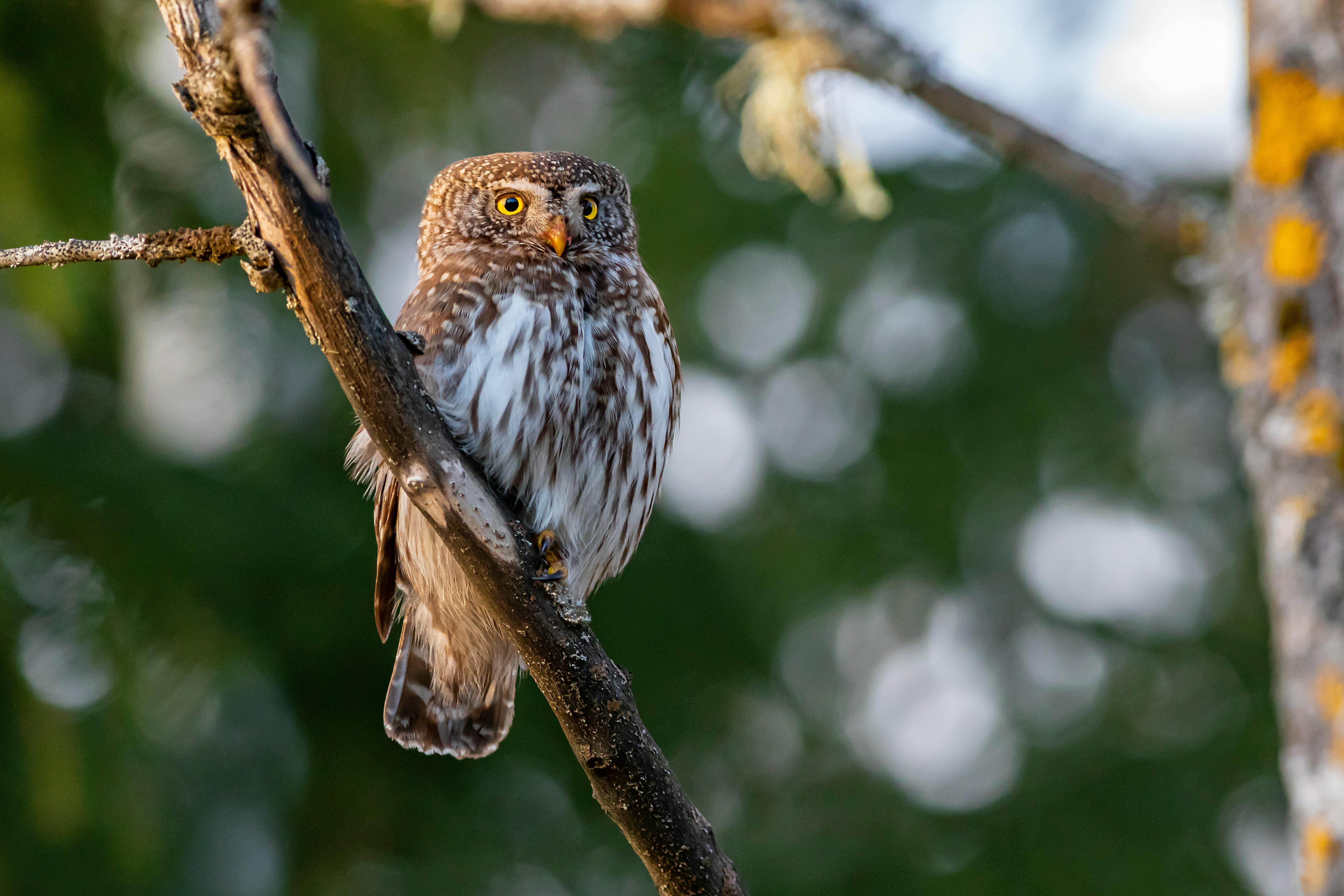Owl Perched on a Tree Branch · Free Stock Photo