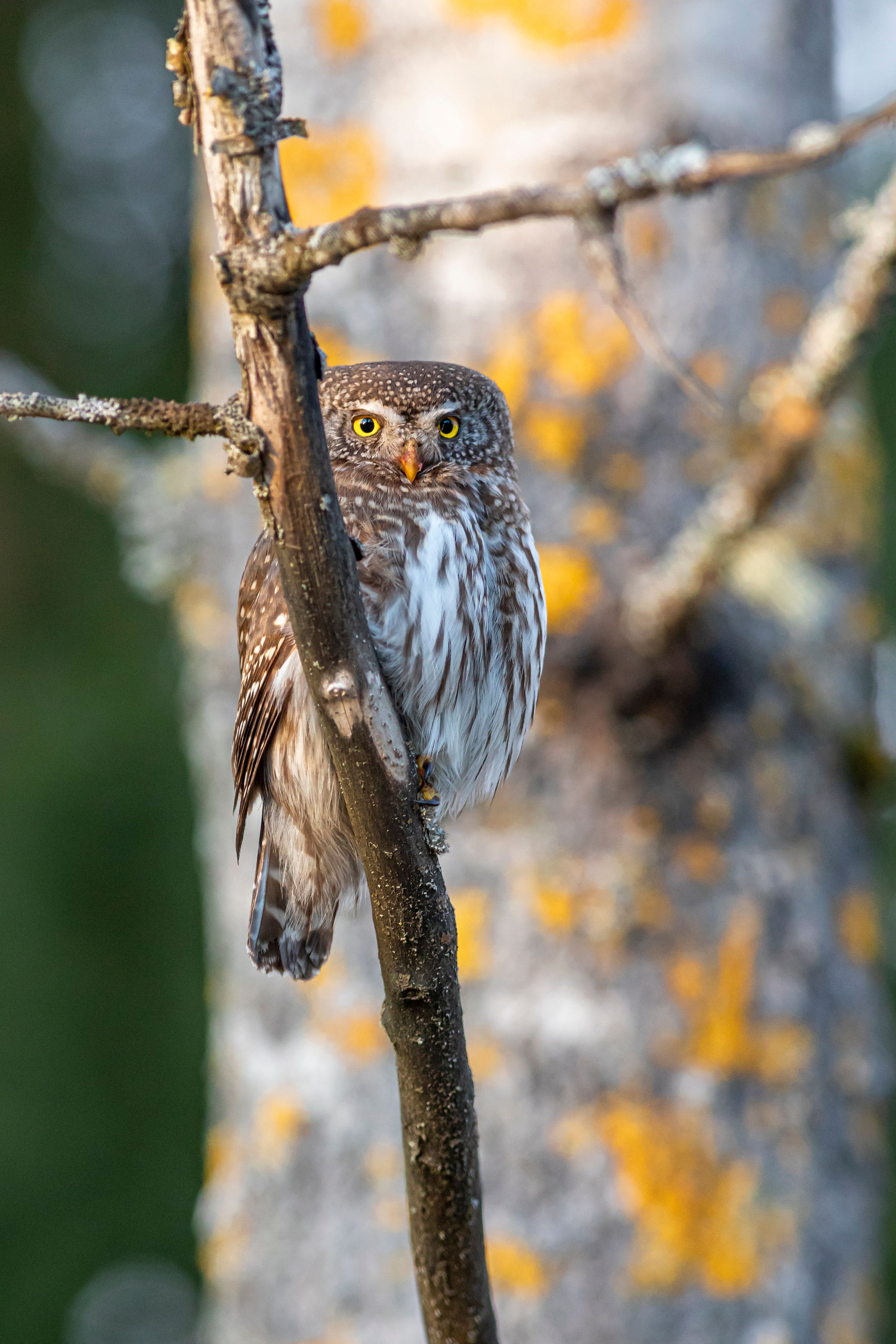 Brown Owl Perched on Brown Tree Branch · Free Stock Photo