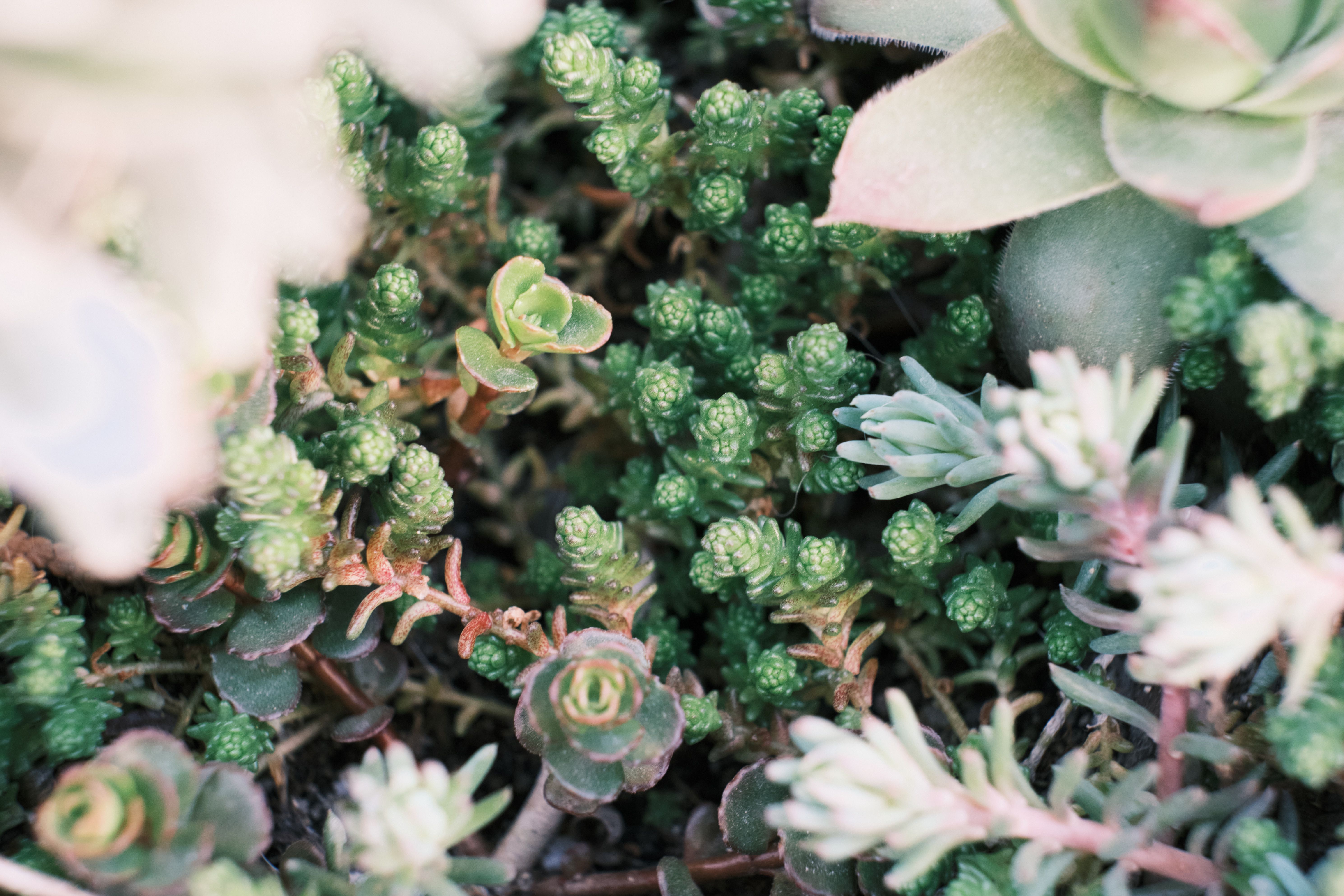 Delicate Growing Plants Being Watered · Free Stock Photo